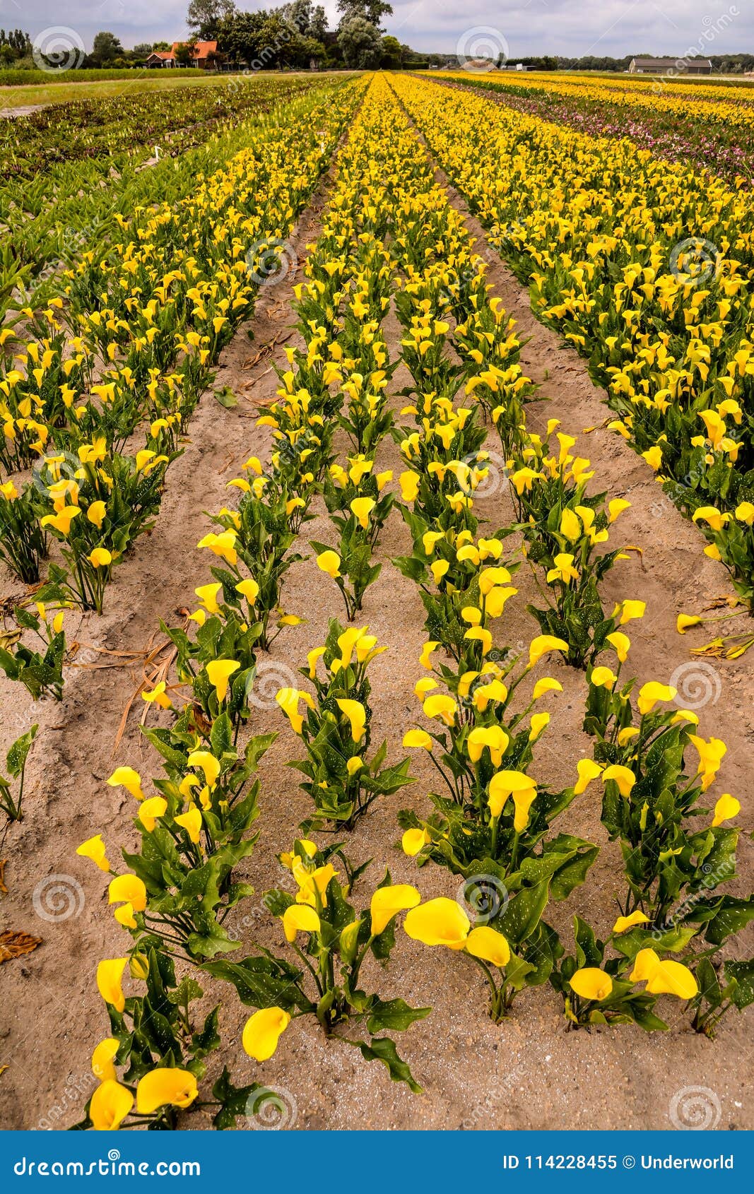Cultivo Do Campo Do Jardim Do Calla Imagem de Stock - Imagem de toca ...