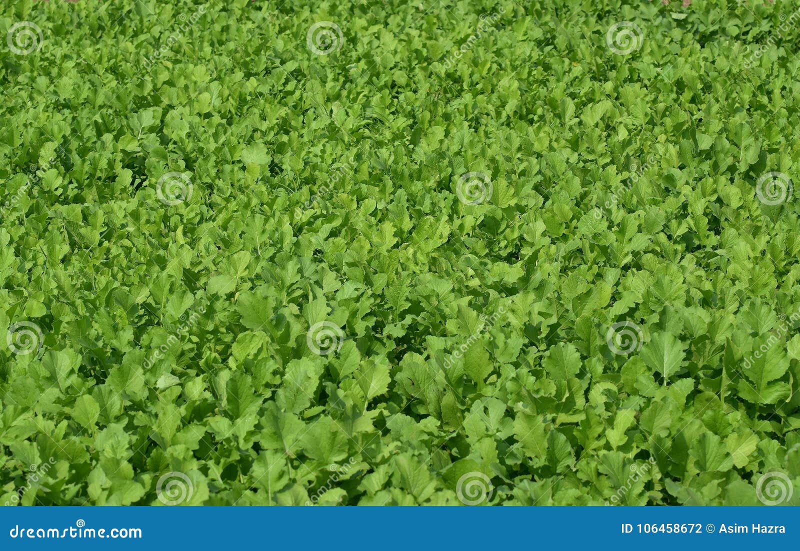 Cultivo do rabanete foto de stock. Imagem de companheiro - 106458672