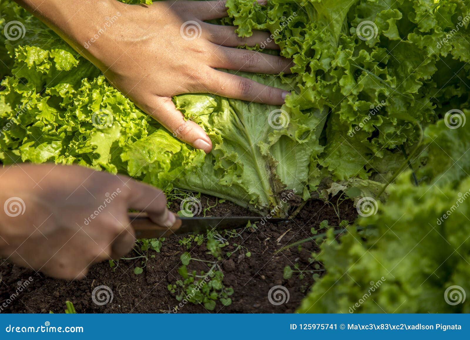 Cultivo Y Cosecha De La Lechuga Imagen de archivo - Imagen de ...