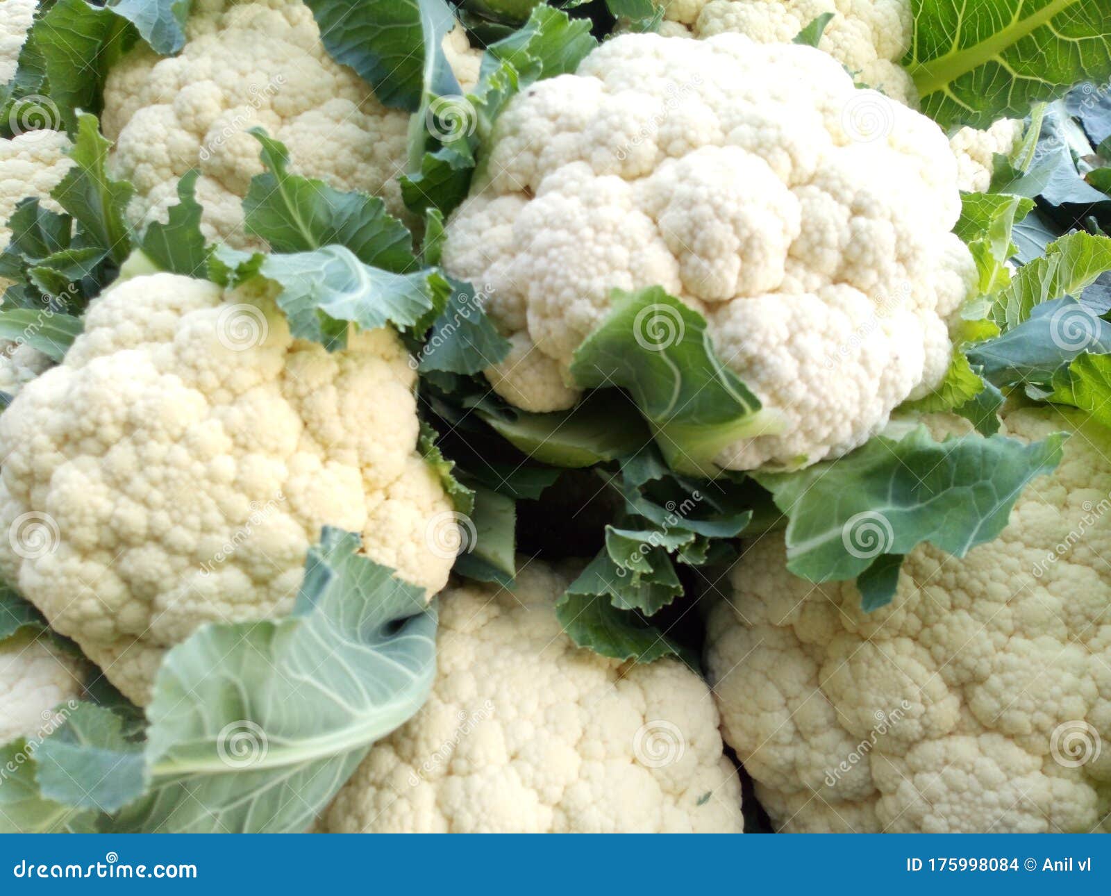 Cultivos De Coliflor Poblaciones De Peces Foto de archivo - Imagen de ...