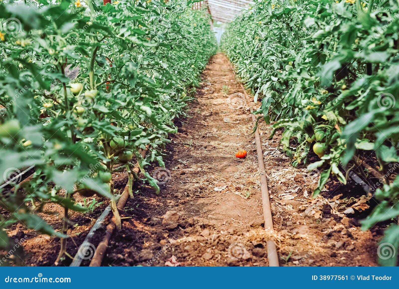 Cultur Del Tomate Del Invernadero Imagen de archivo - Imagen de cosecha ...