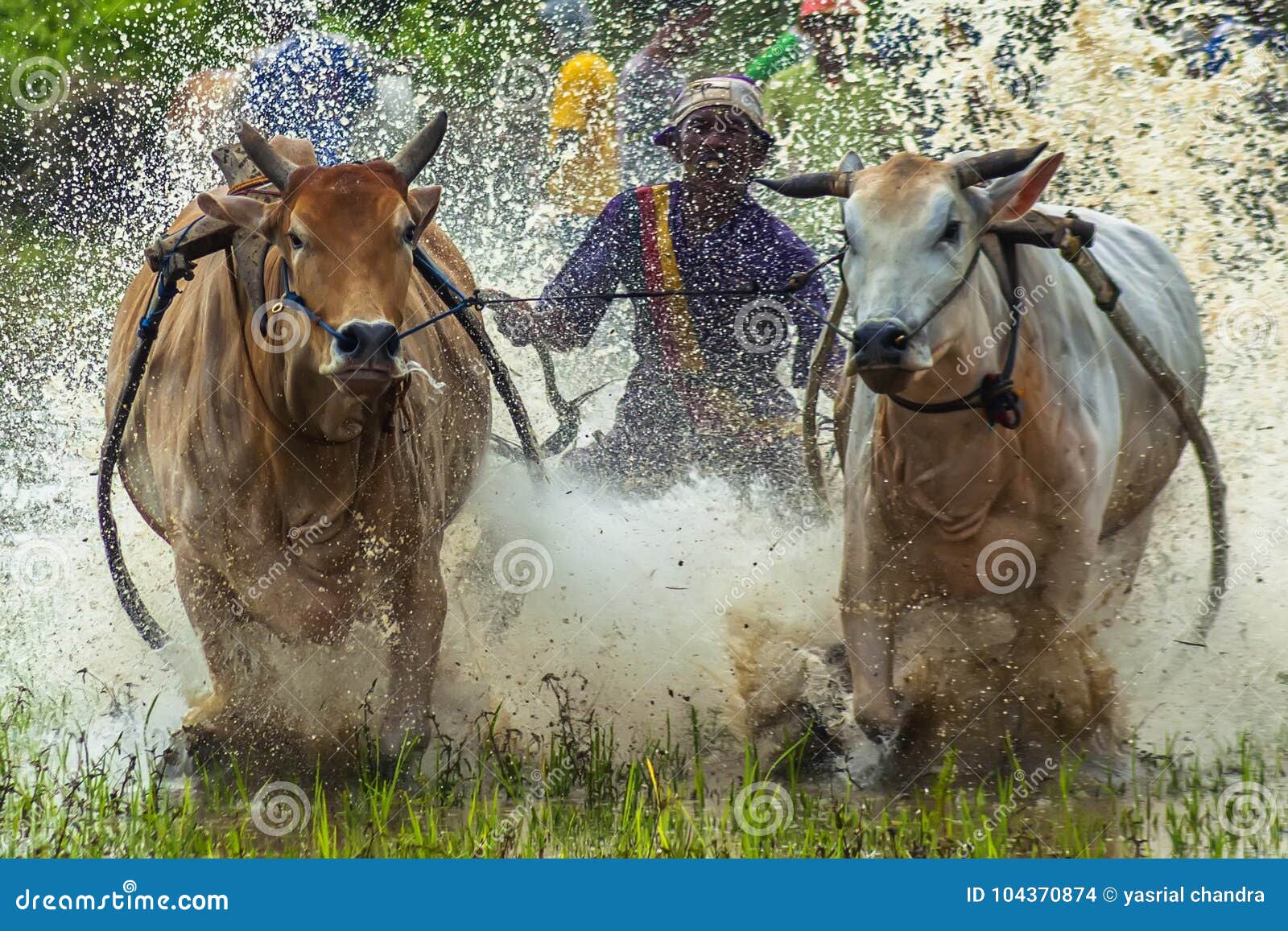 Cow race editorial stock image. Image of race, sport - 104370874