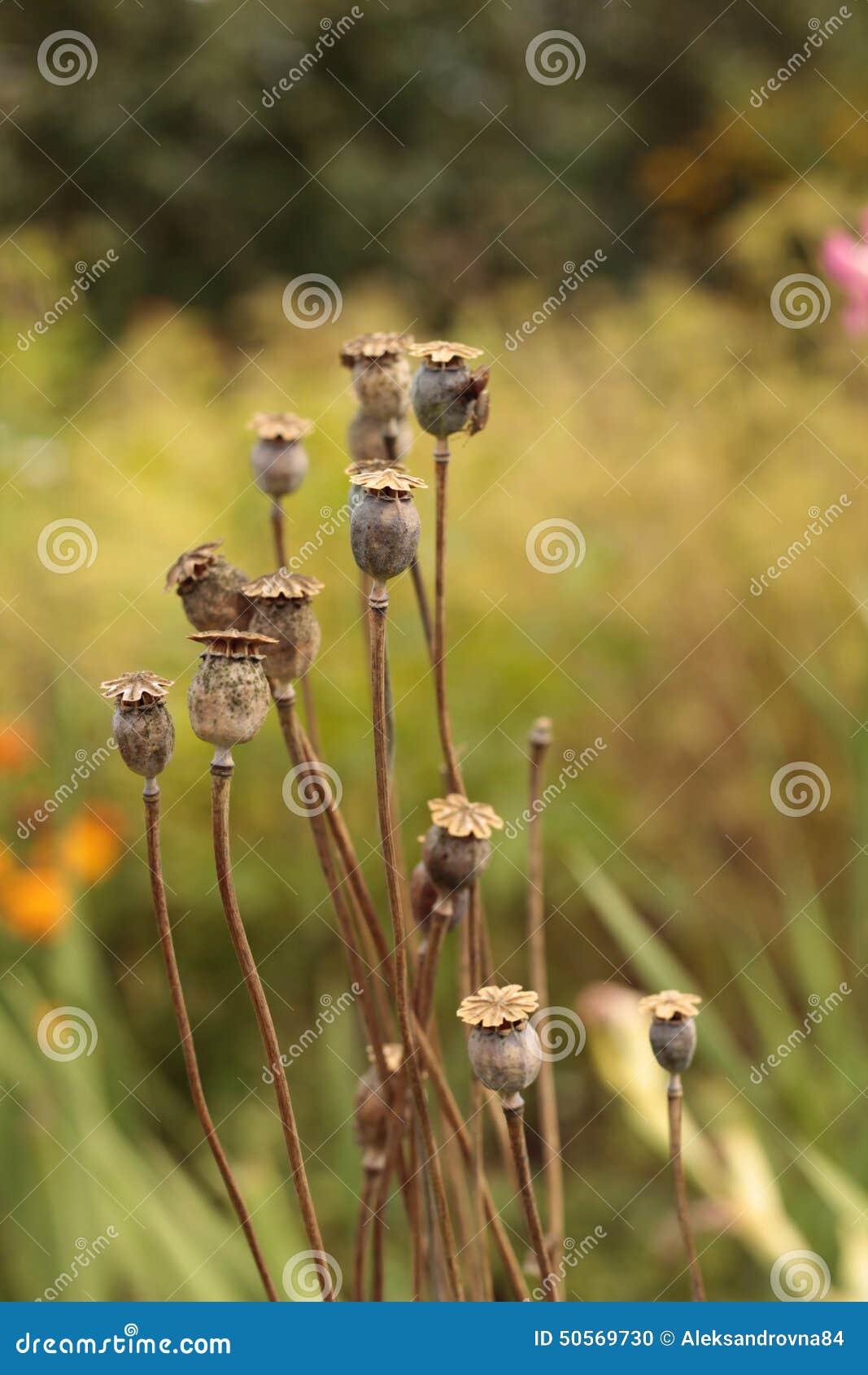 Cultural poppy boxes stock photo. Image of baking, rural - 50569730