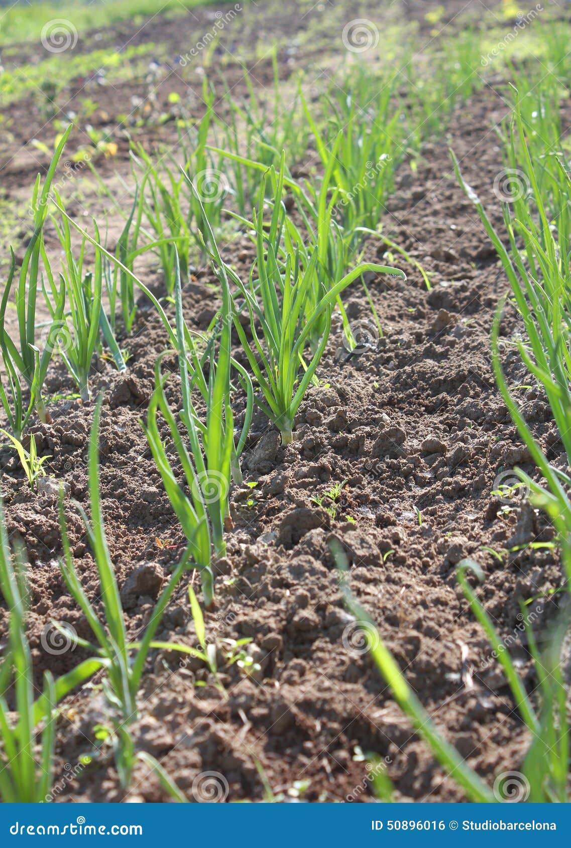 Culture d'oignon photo stock. Image du sain, agriculture - 50896016