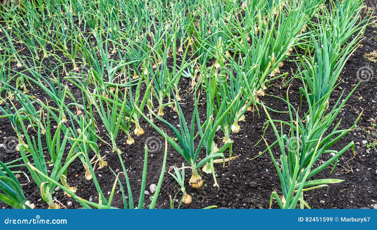 Culture d'oignon image stock. Image du légume, cultivé - 82451599
