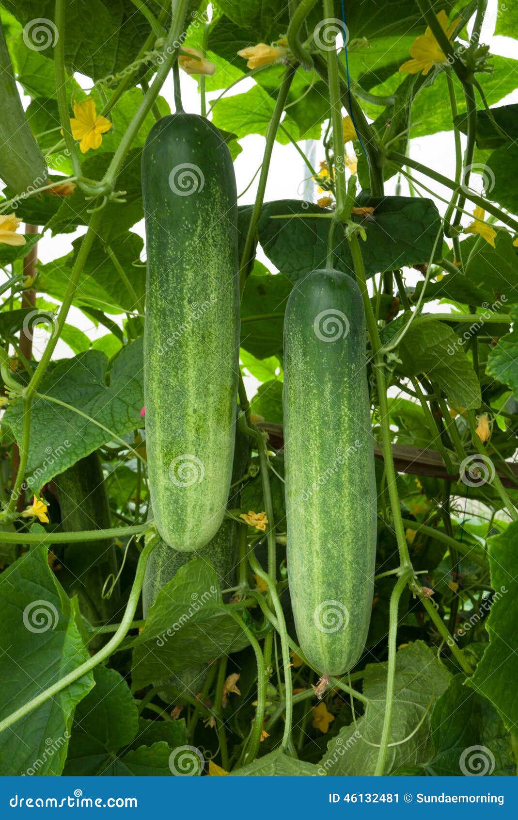 Culture de concombre image stock. Image du moisson, consommation - 46132481