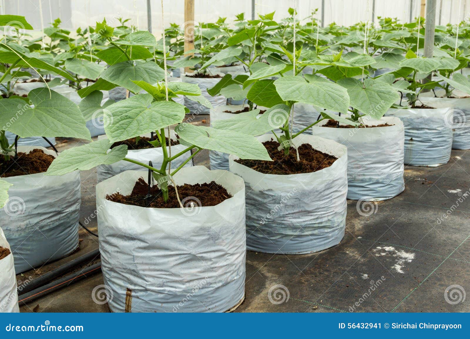 Culture De Concombre En Serre Chaude Image stock - Image du serre ...