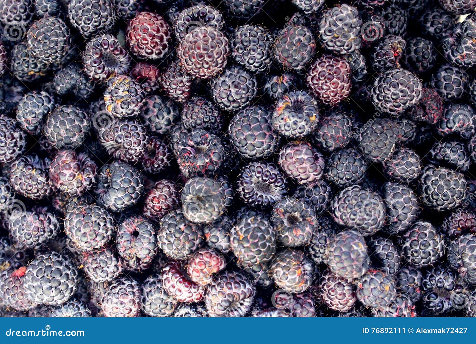 Culture de framboise noire image stock. Image du parfumé - 76892111