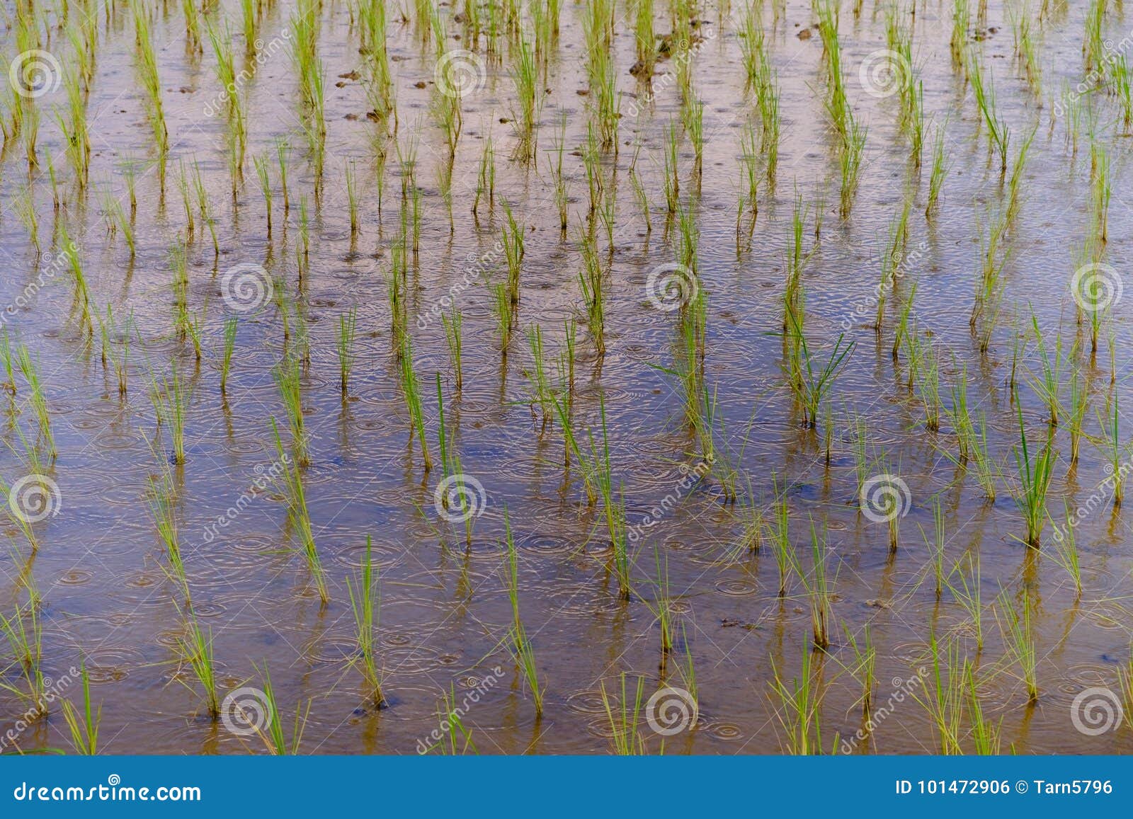 Culture de riz photo stock. Image du rural, zone, centrale - 101472906