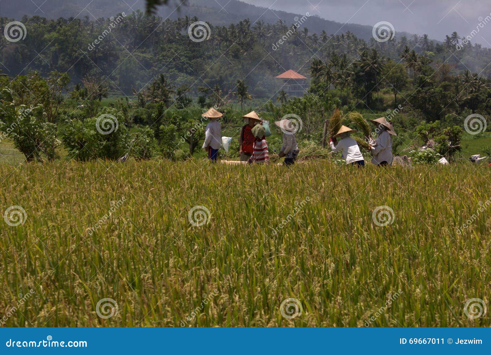 Culture de riz dans Bali photo éditorial. Image du agronome - 69667011