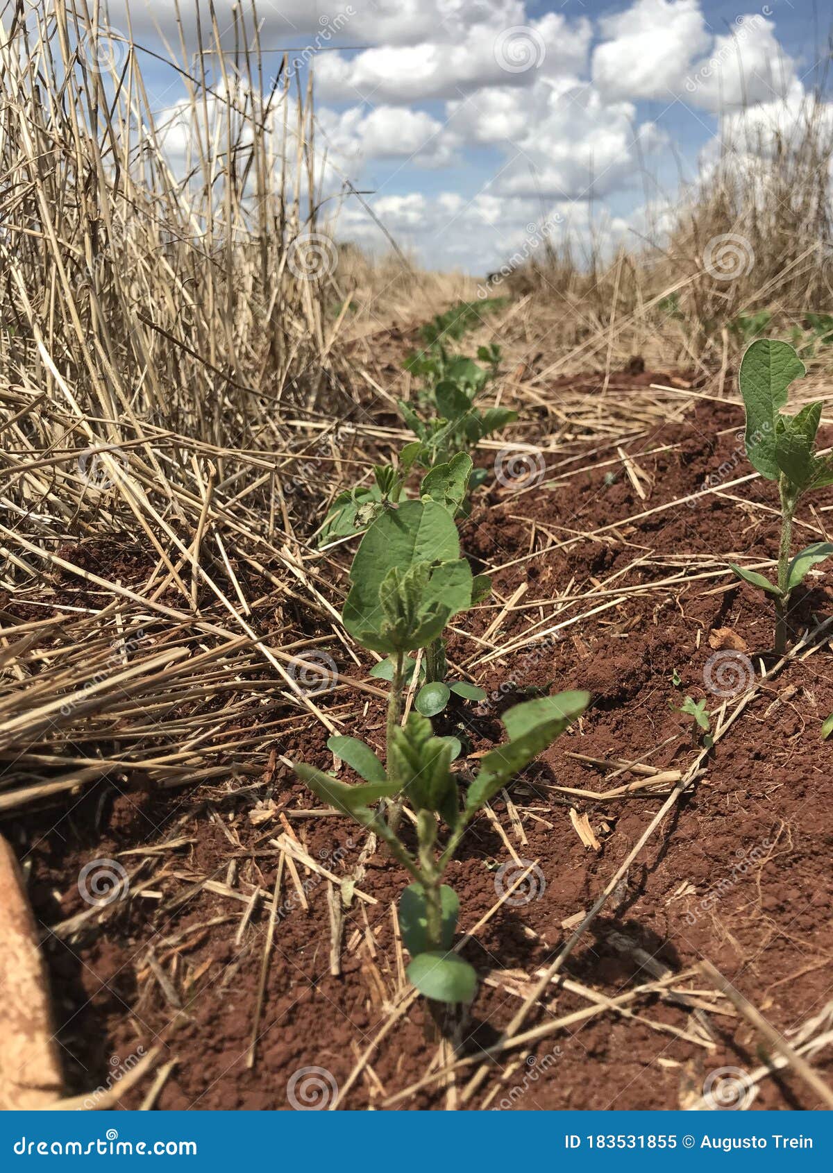 Culture de soja image stock. Image du centrales, soja - 183531855