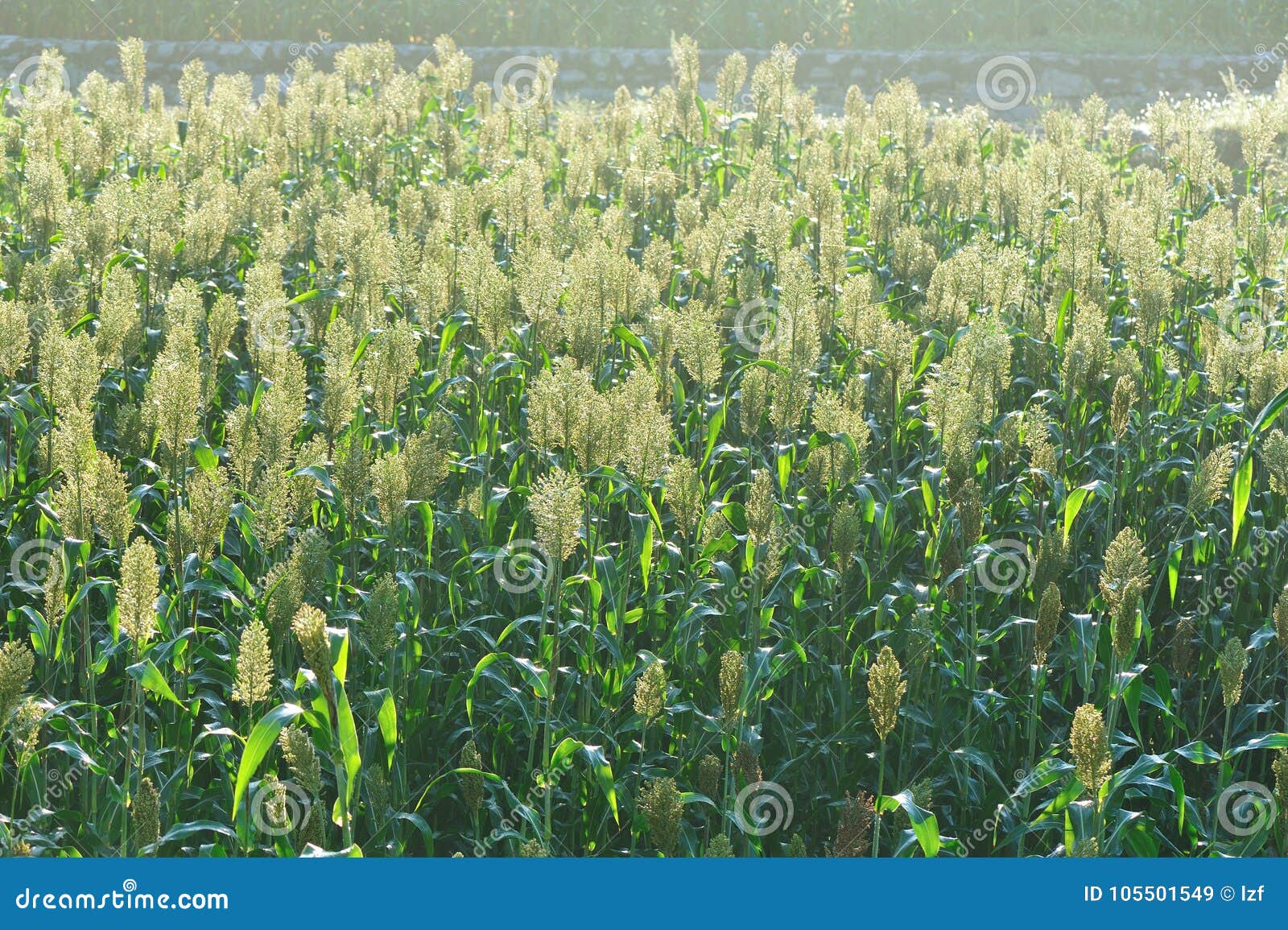 Culture De Sorgho De Grain De Jowar Image stock - Image du herbe, asie ...