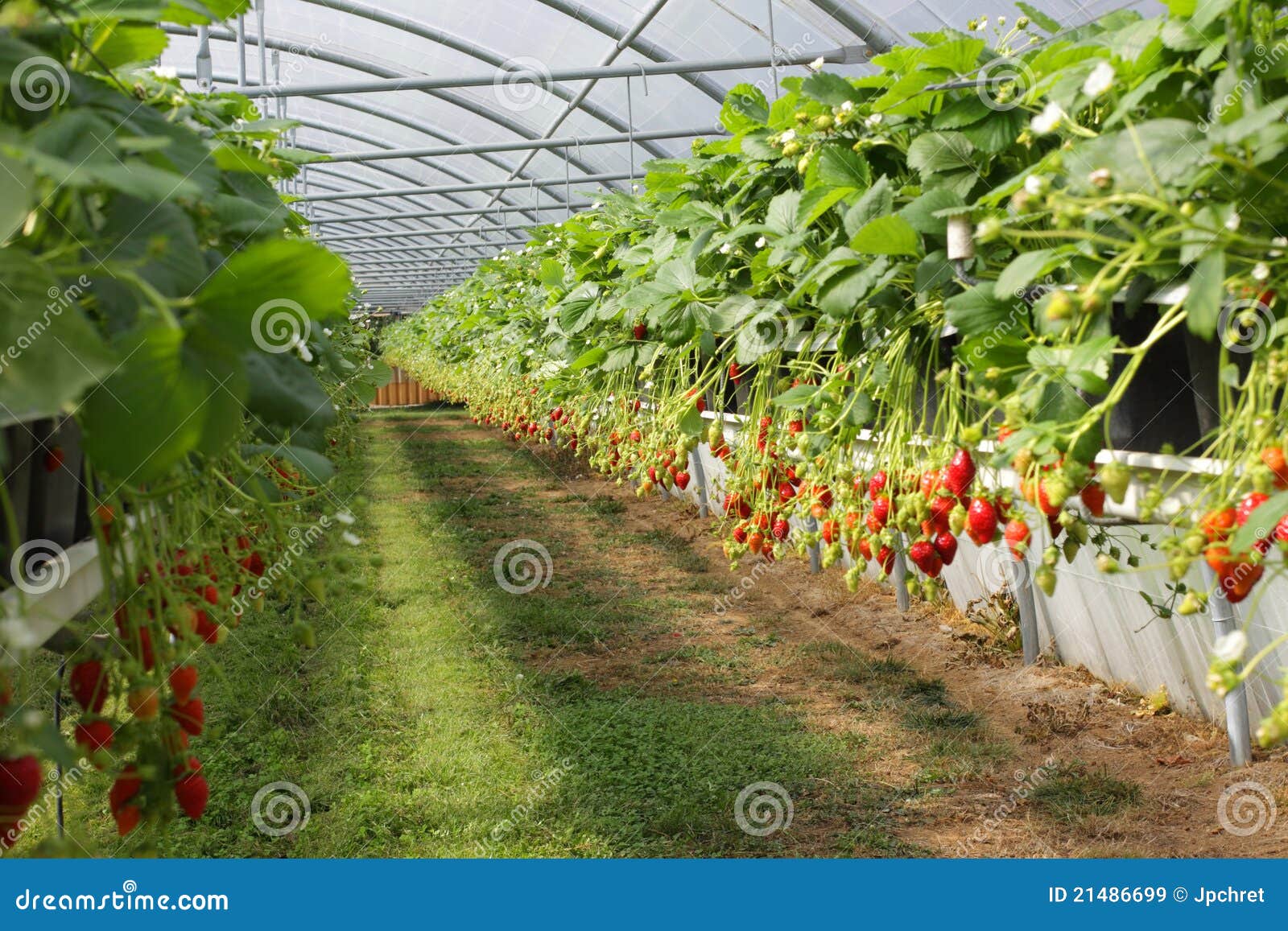 Culture in a Greenhouse Strawberry Stock Image - Image of production ...