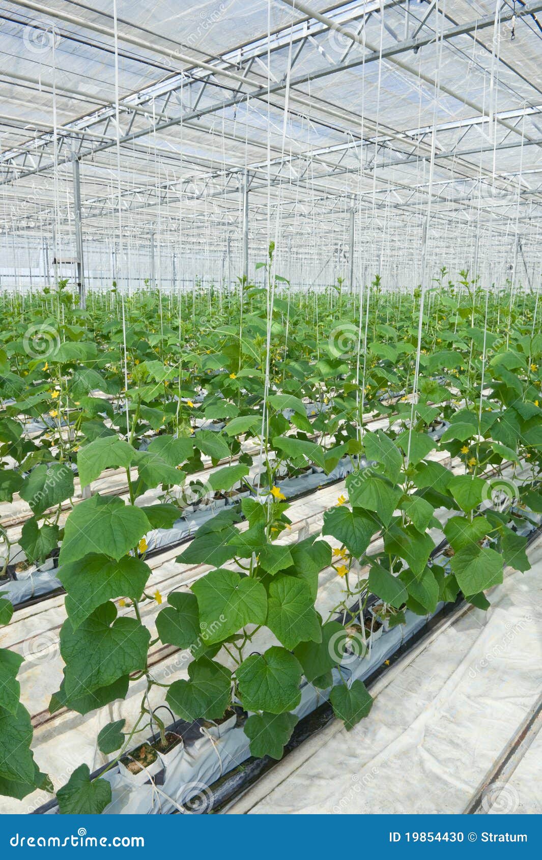 Culture Hydroponique Des Concombres Photo stock - Image du sain, neuf ...