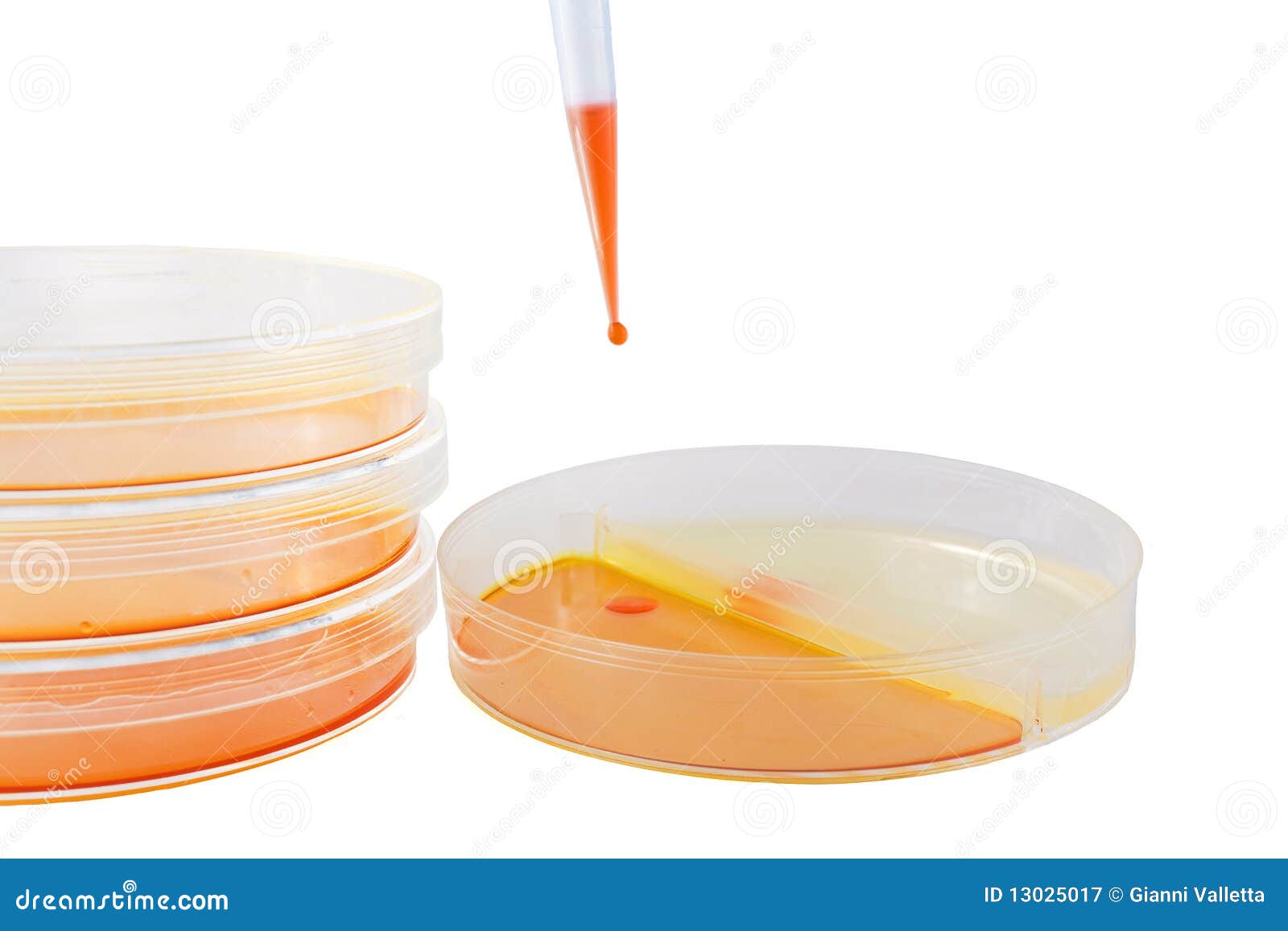 Two Culture Media Plate Showing Bacterial Growth Inhibition ...