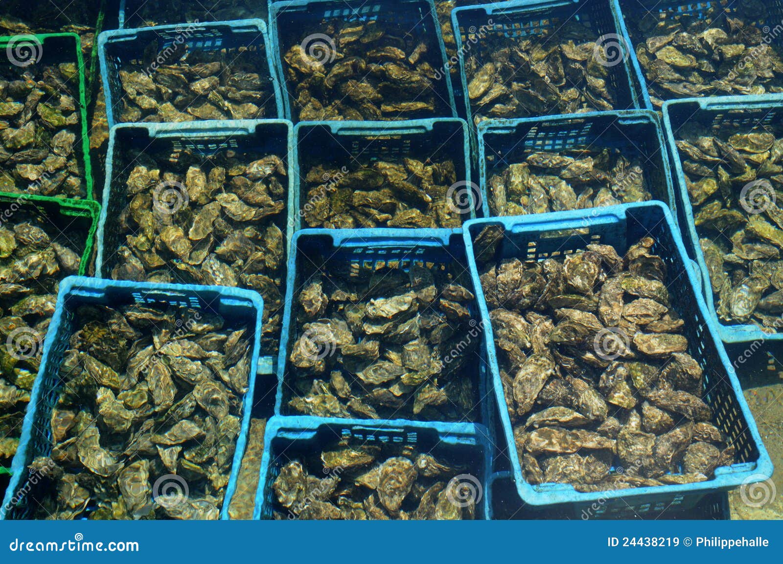 Culture of Oyster in Cap Ferret Stock Image - Image of bivalve, france ...