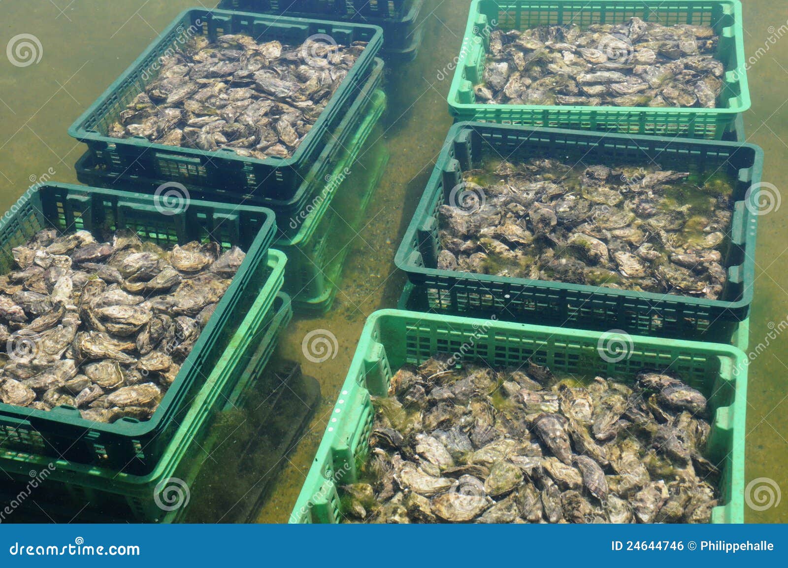 Culture of Oyster in Cap Ferret Stock Photo - Image of ferret, culture ...
