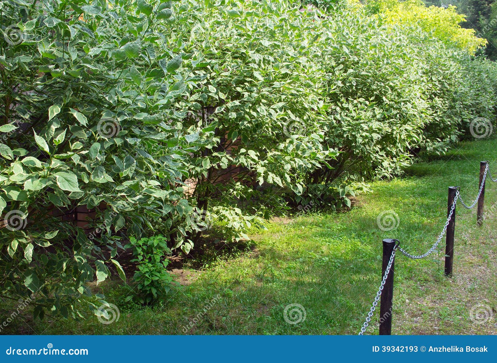 Cultured green ficus tree stock image. Image of fence - 39342193