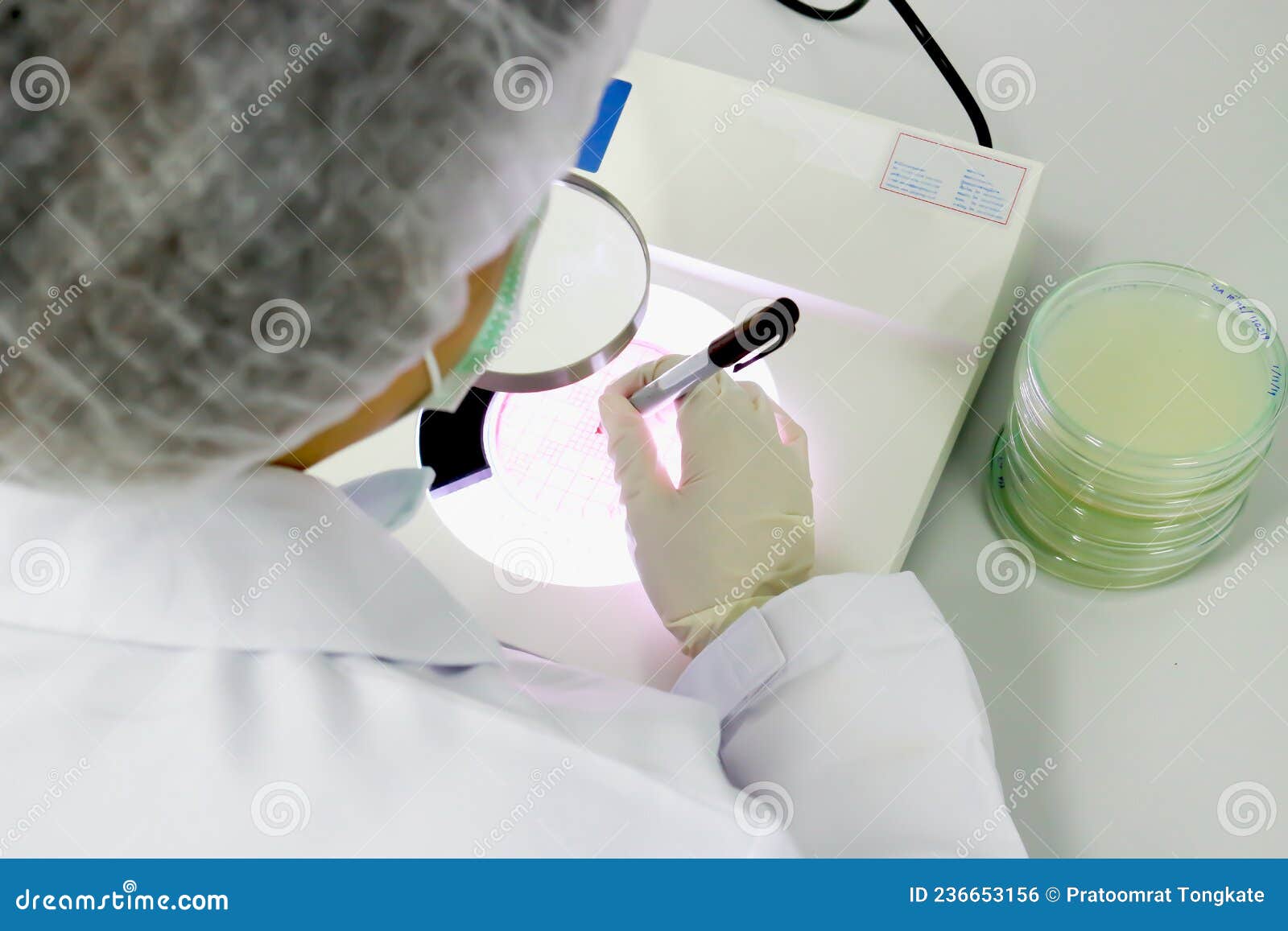 Culturing Microorganisms, Microbiologist Scientist Counting Of ...