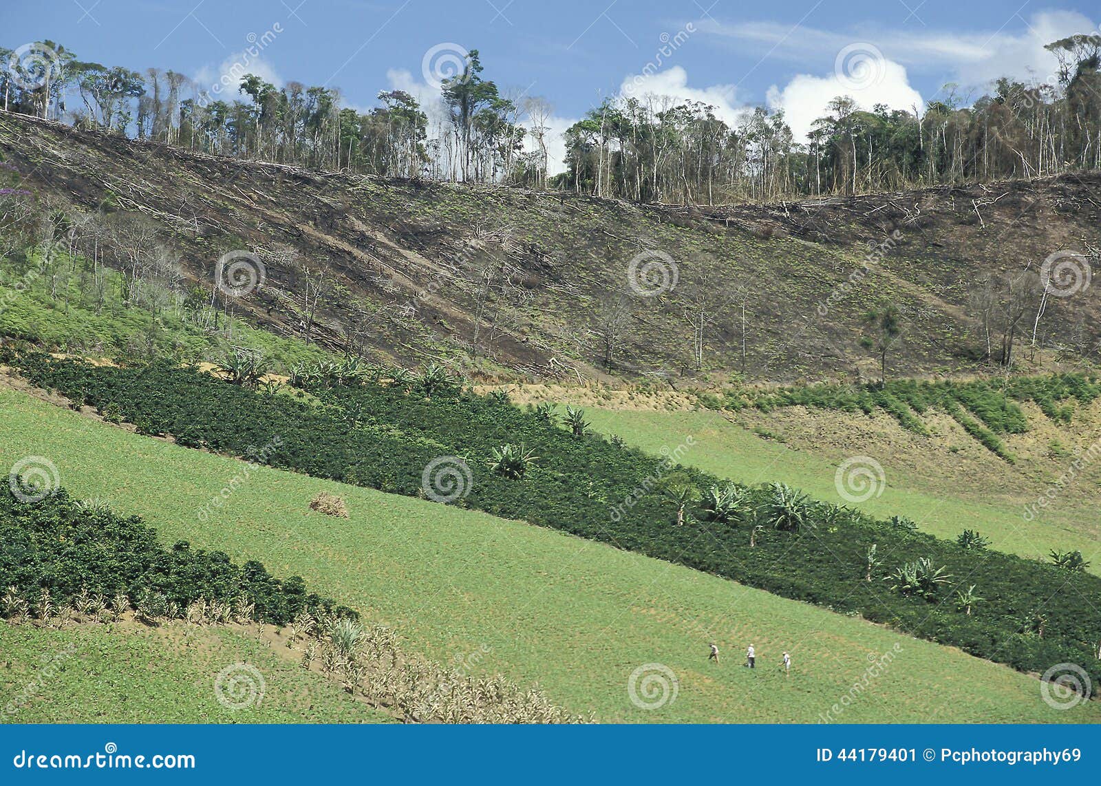 Cultuur En Ontbossing in Brazilië Stock Afbeelding - Image of tropisch ...