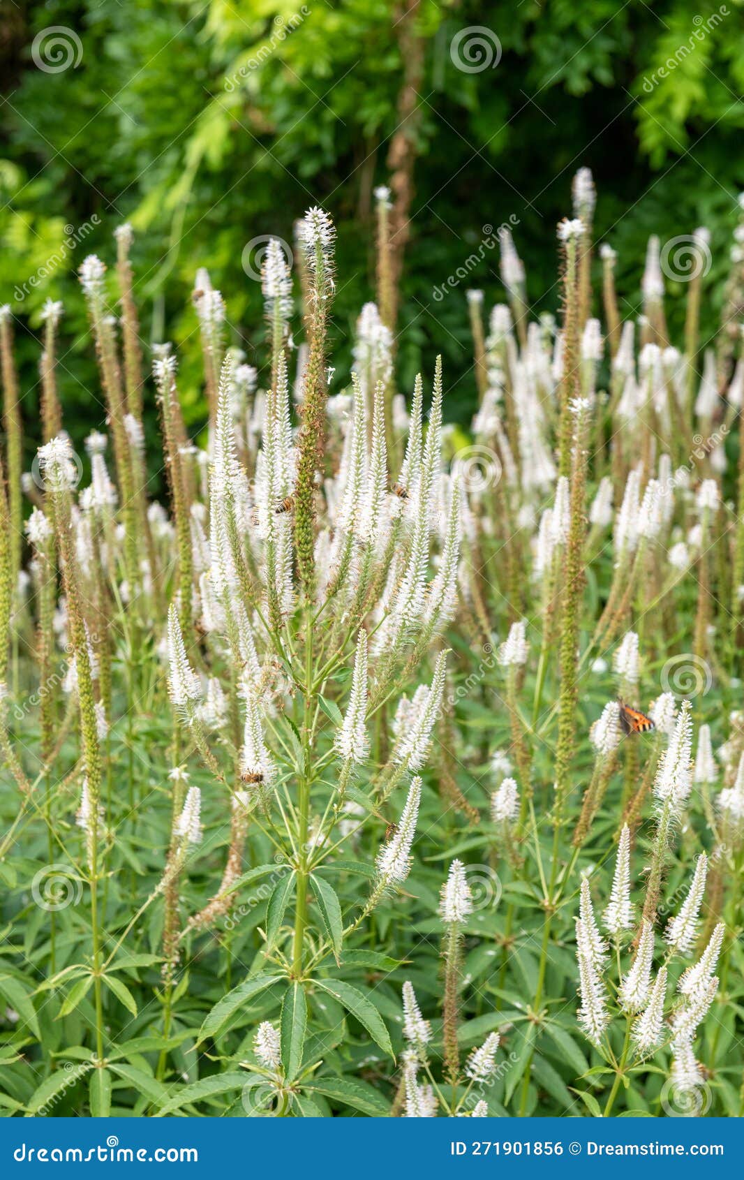 Culvers Root (veronicastrum Virginicum) Flowers Stock Photo - Image of ...