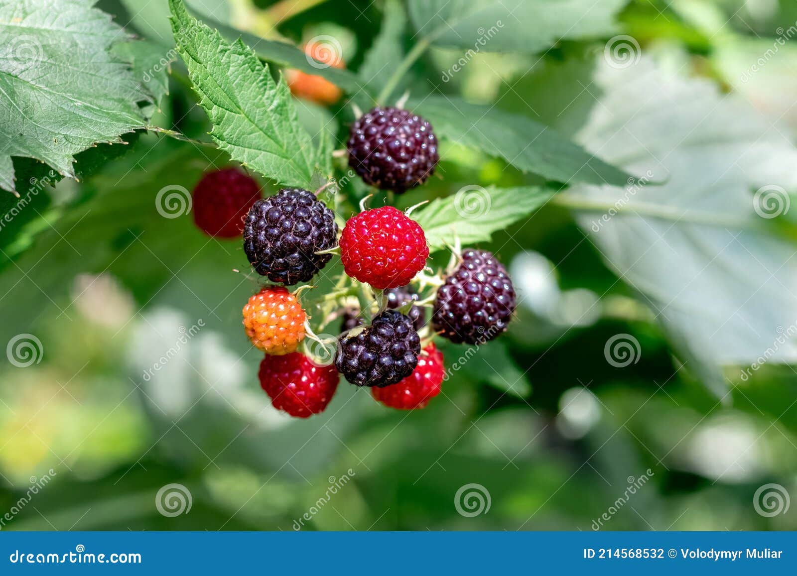 Cumberland Raspberry Berries in the Garden during Ripening Stock Photo ...