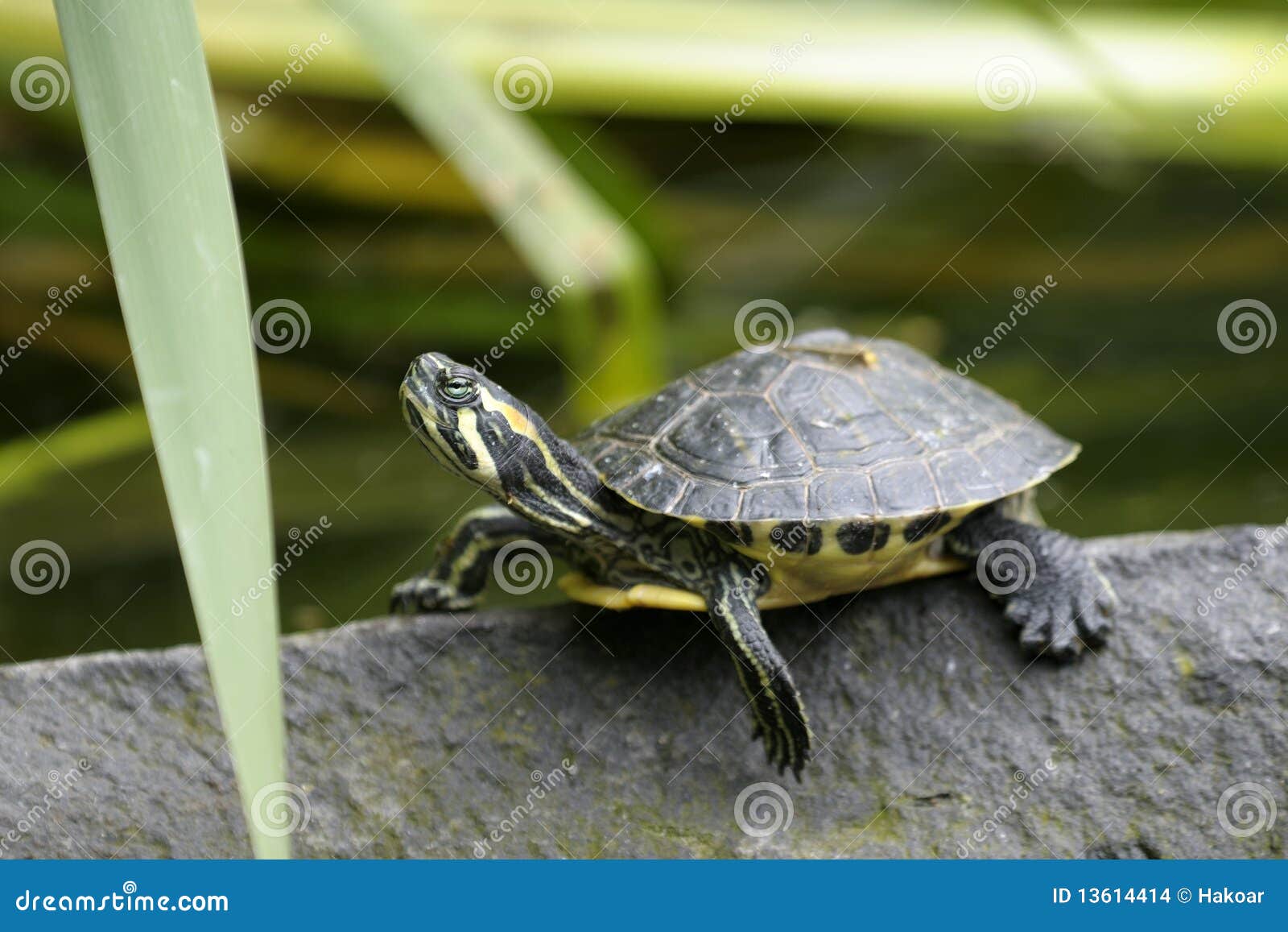 Cumberland Slider, Trachemys Scripta Troostii Stock Photo - Image of ...