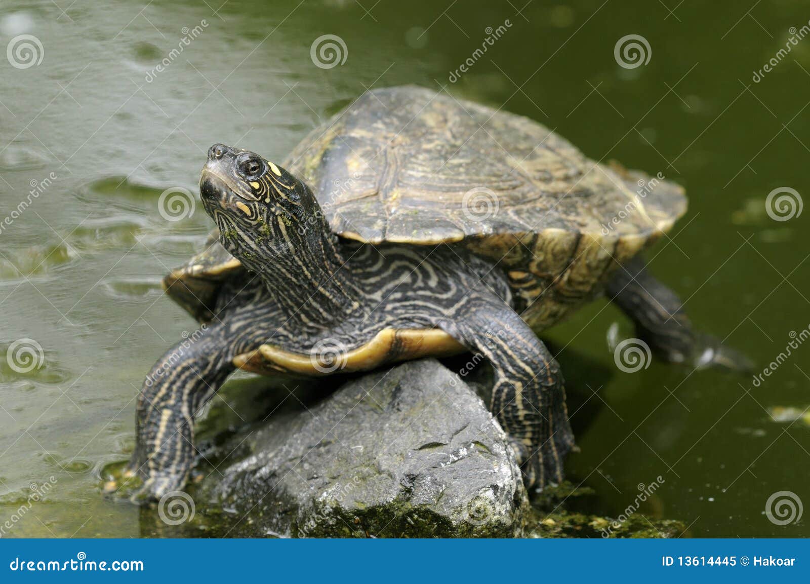 Cumberland Slider, Trachemys Scripta Troostii Stock Image - Image of ...