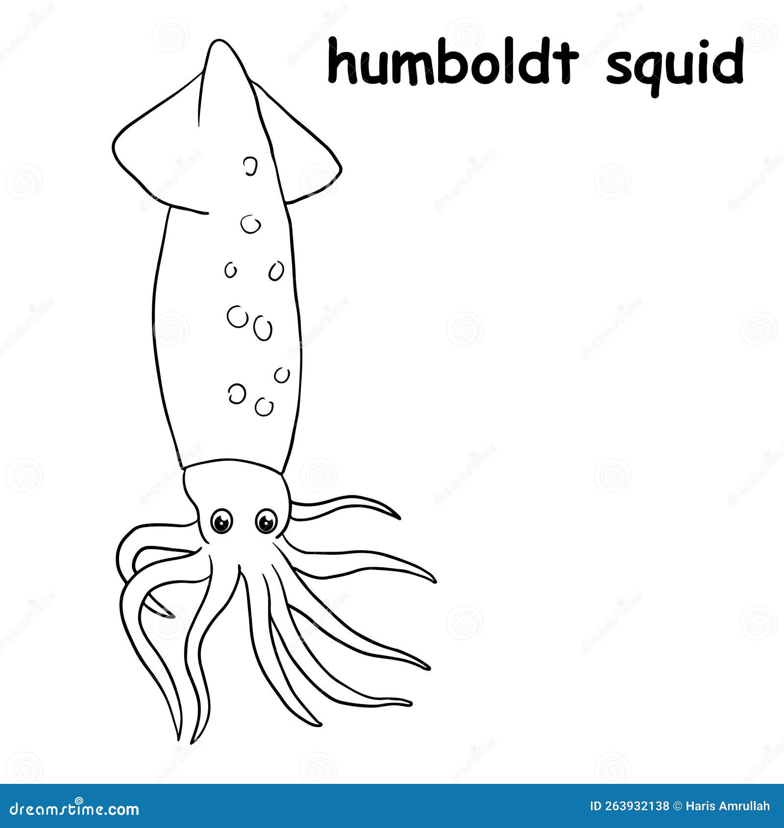 Kids Line Illustration Coloring Humboldt Squid. Animal are Just Lines ...