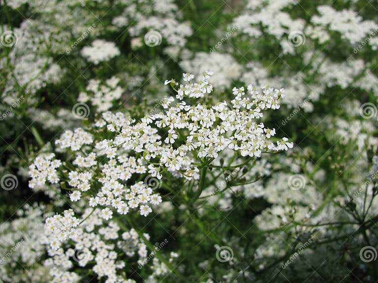 Cumin stock photo. Image of seeds, bloom, herbs, cumin - 16332044