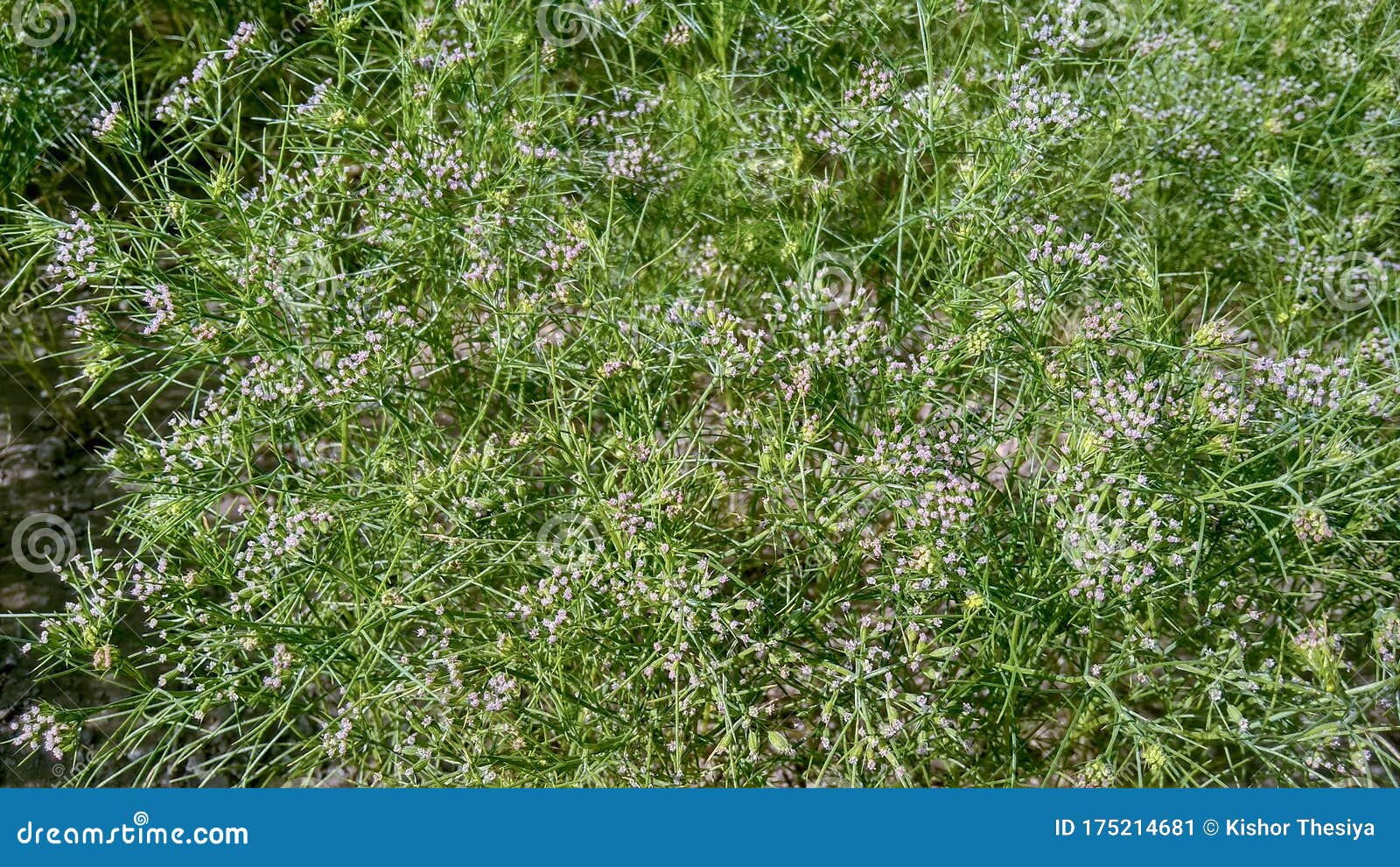 Cumin crop (herb farming stock image. Image of crop - 175214681