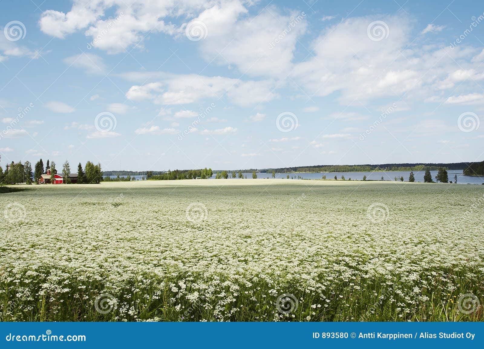 Cumin field stock photo. Image of landscape, rural, cumin - 893580