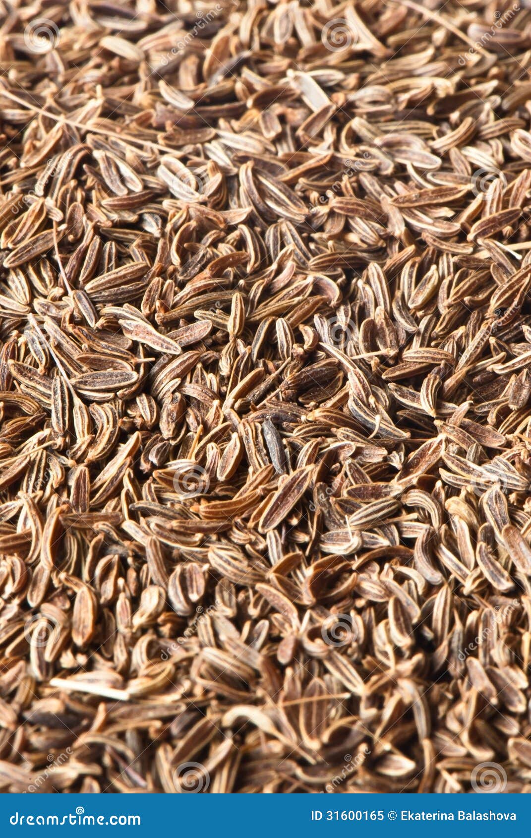 Cumin stock image. Image of ingredient, cumin, indian - 31600165