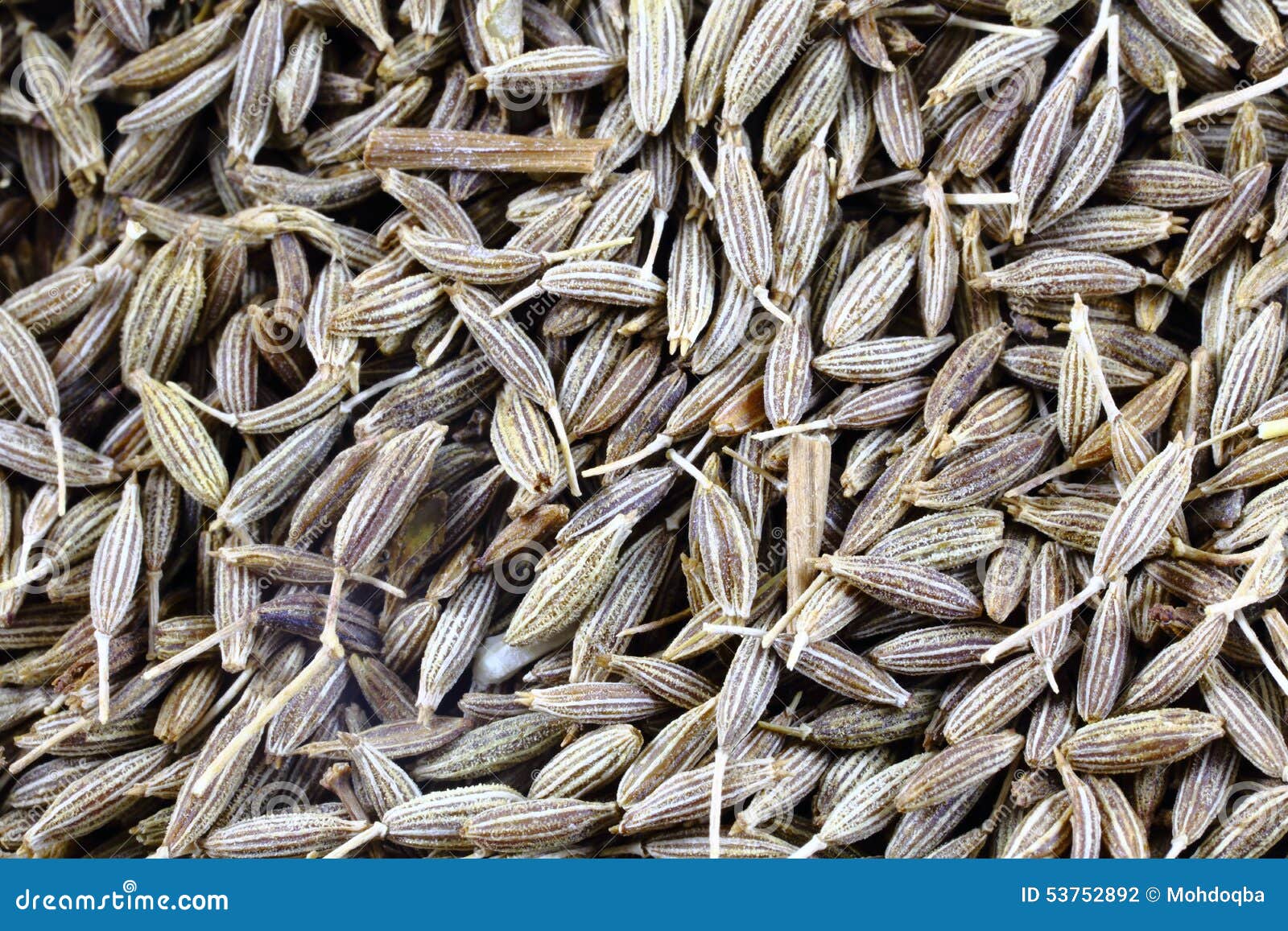 Cumin stock photo. Image of cooking, jeera, cummin, spicy - 53752892