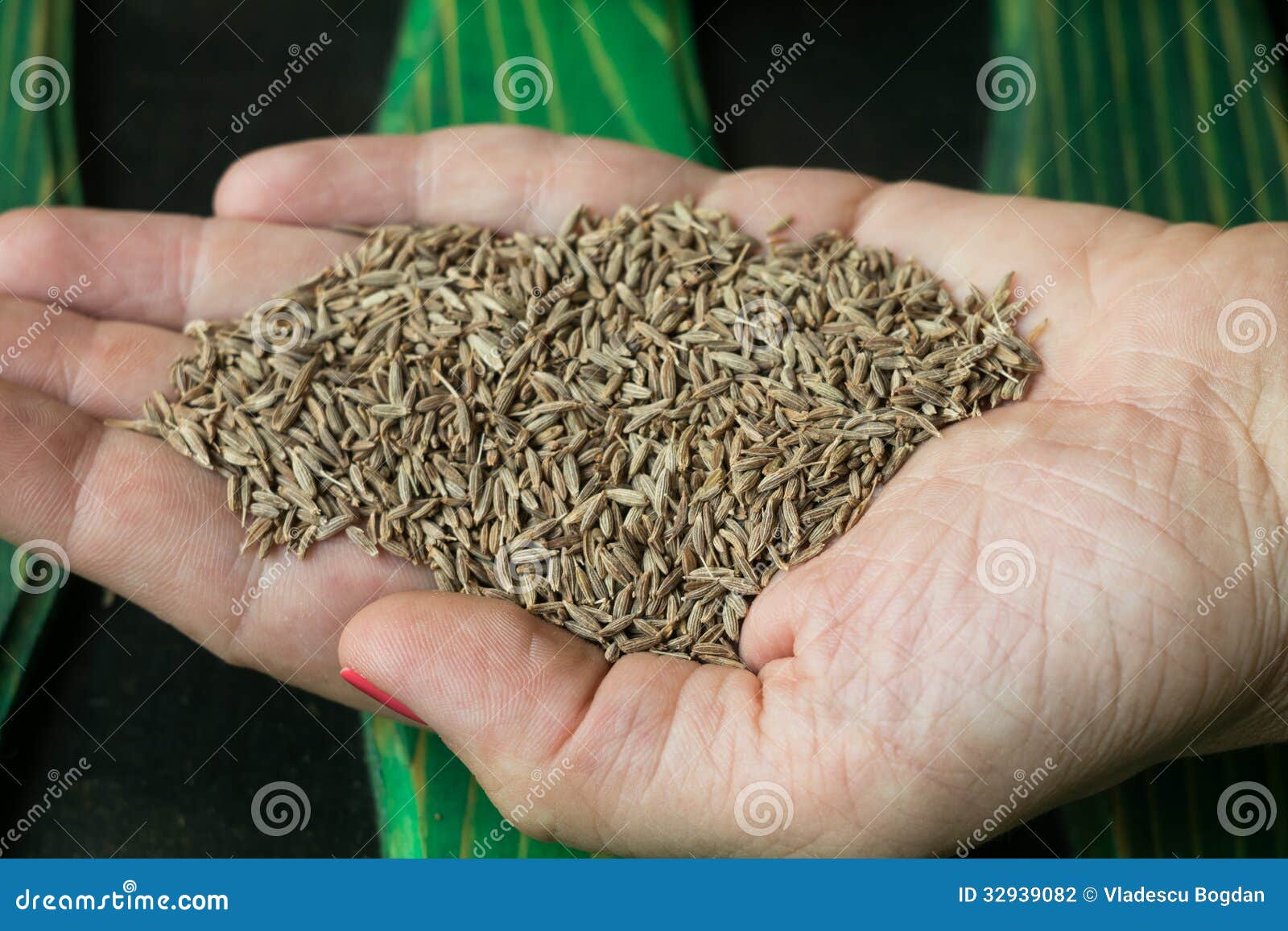 Cumin in hand stock photo. Image of aromatic, seed, gourmet - 32939082