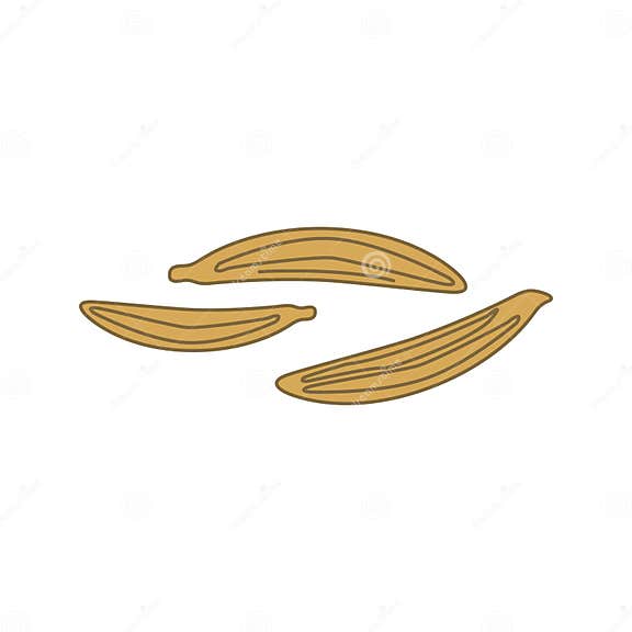 Cumin Icon, Vector Illustration Stock Vector - Illustration of natural ...