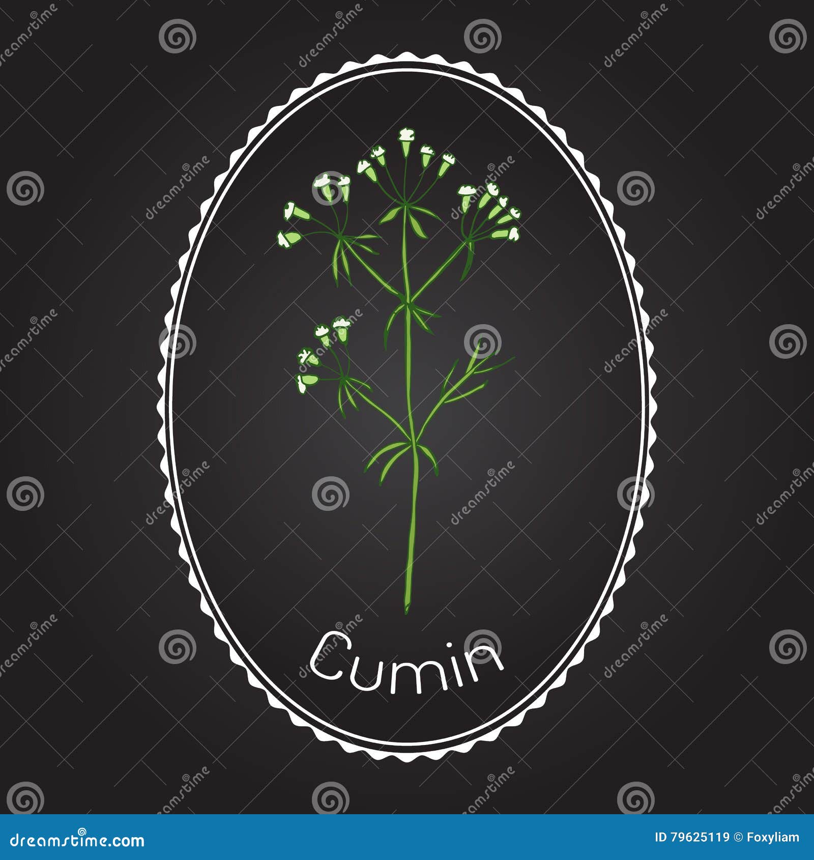Cumin plant stock vector. Illustration of design, aroma - 79625119