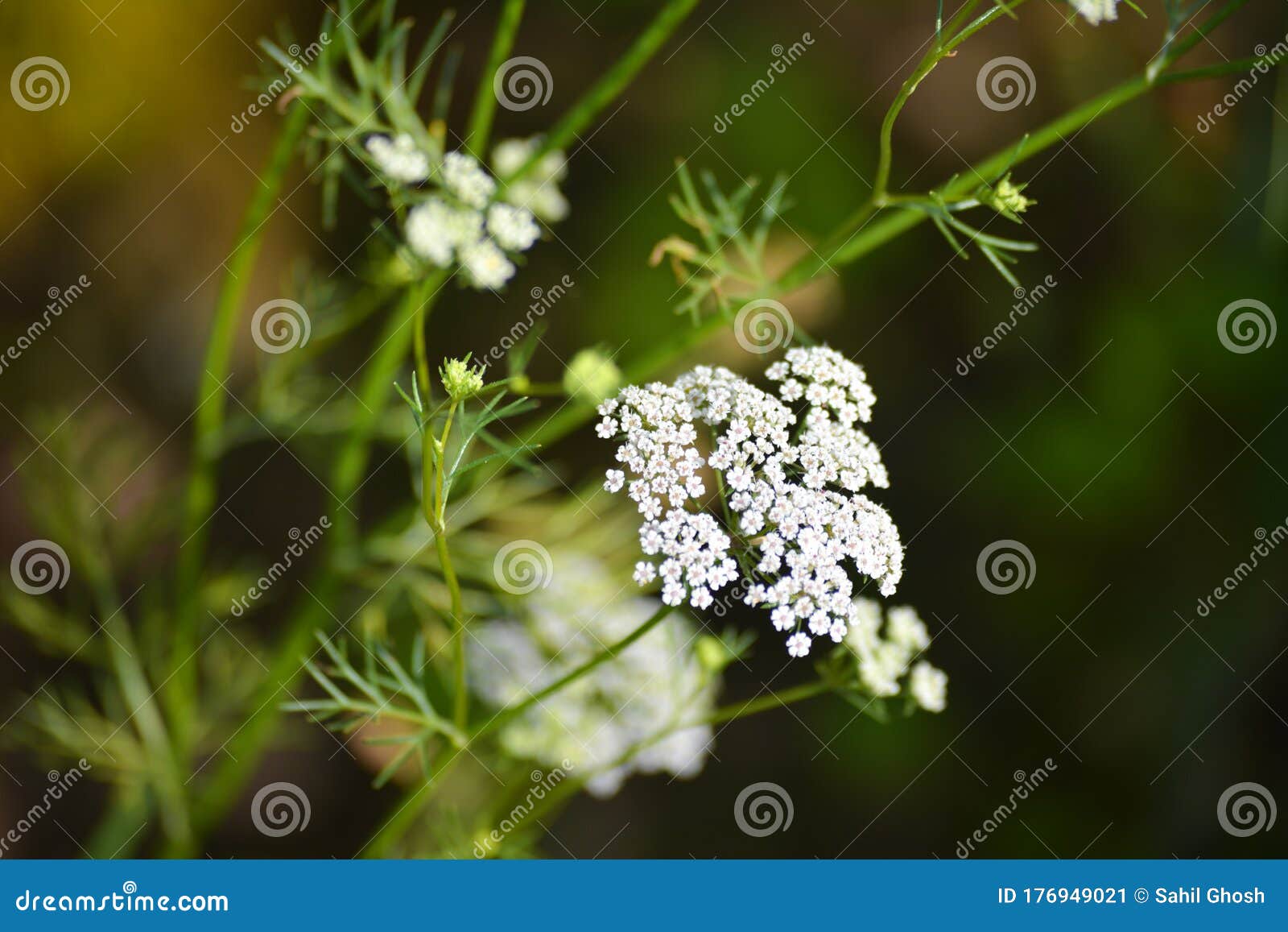 Cumin plant in the garden. stock image. Image of farming - 176949021