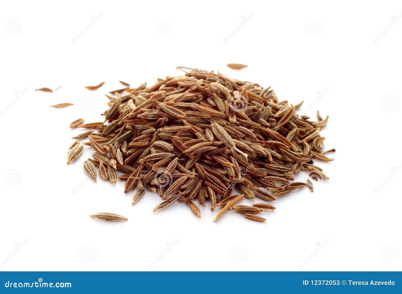 CUMIN Seeds Plant Jeera Tree Jira Farm Jeera Biz Fluffy Volume Bush Of ...