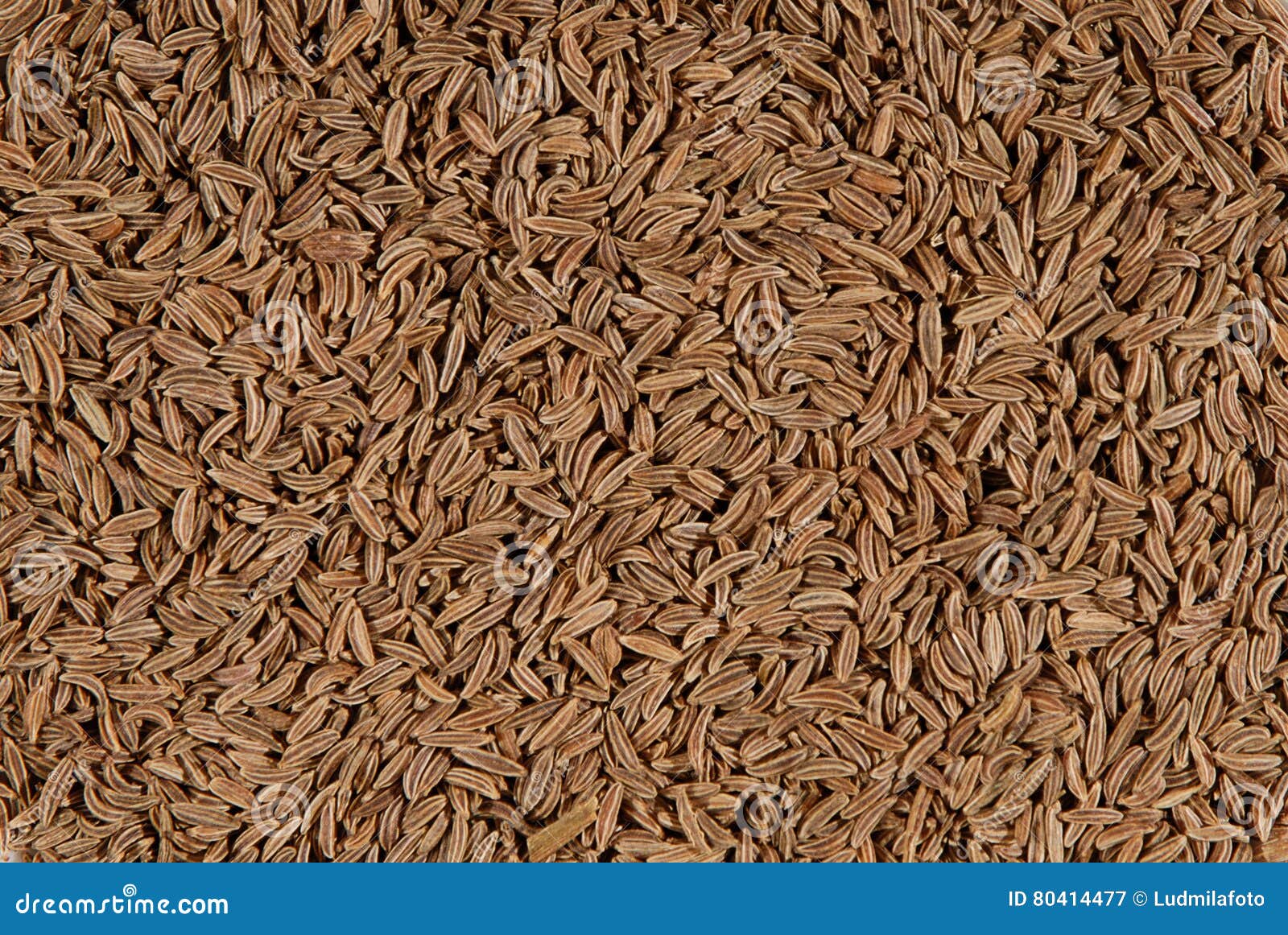 Cumin seeds stock image. Image of sauce, relish, cooking - 80414477