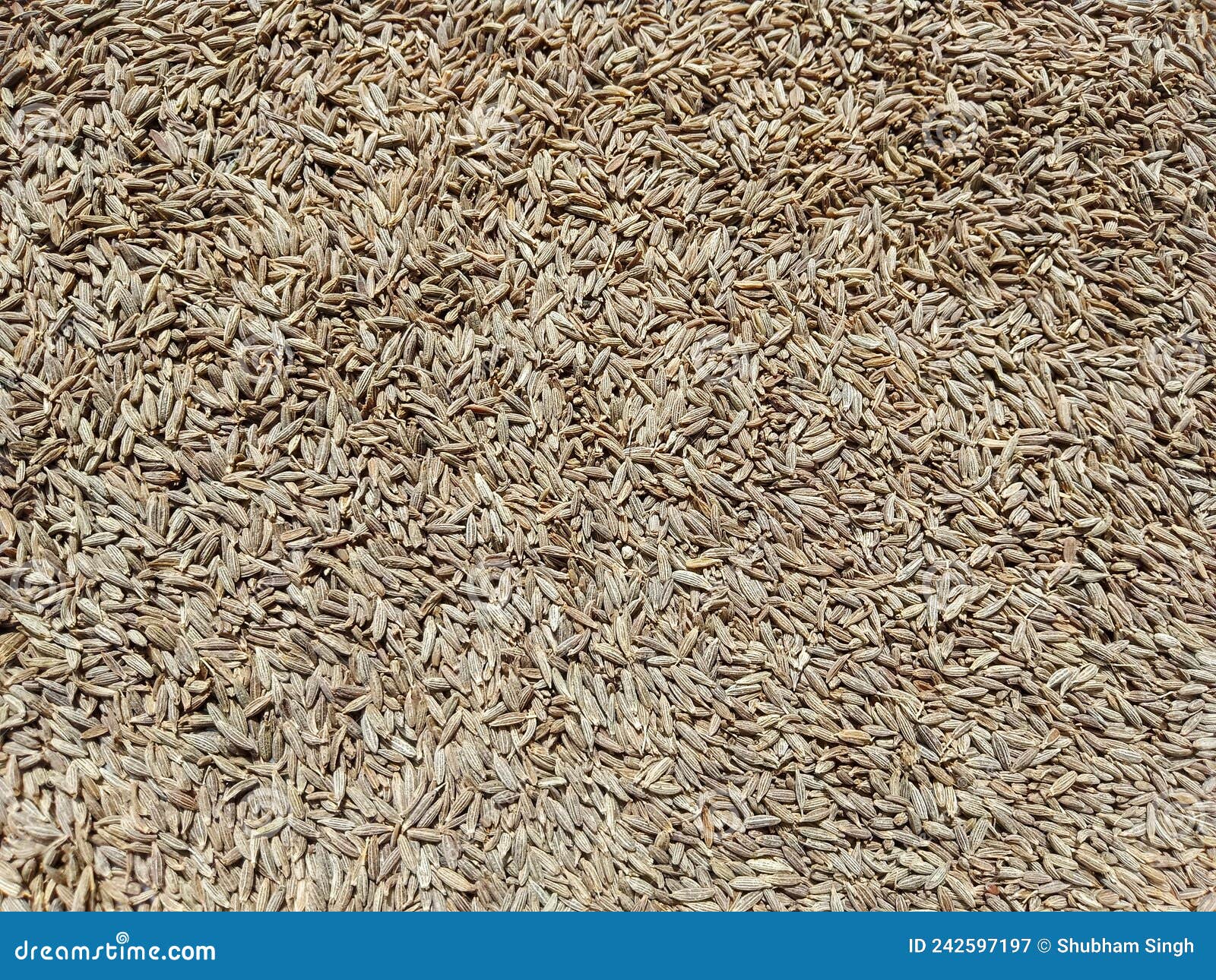 Cumin Seeds Texture, Full Frame Background. Second Most Popular Spice ...