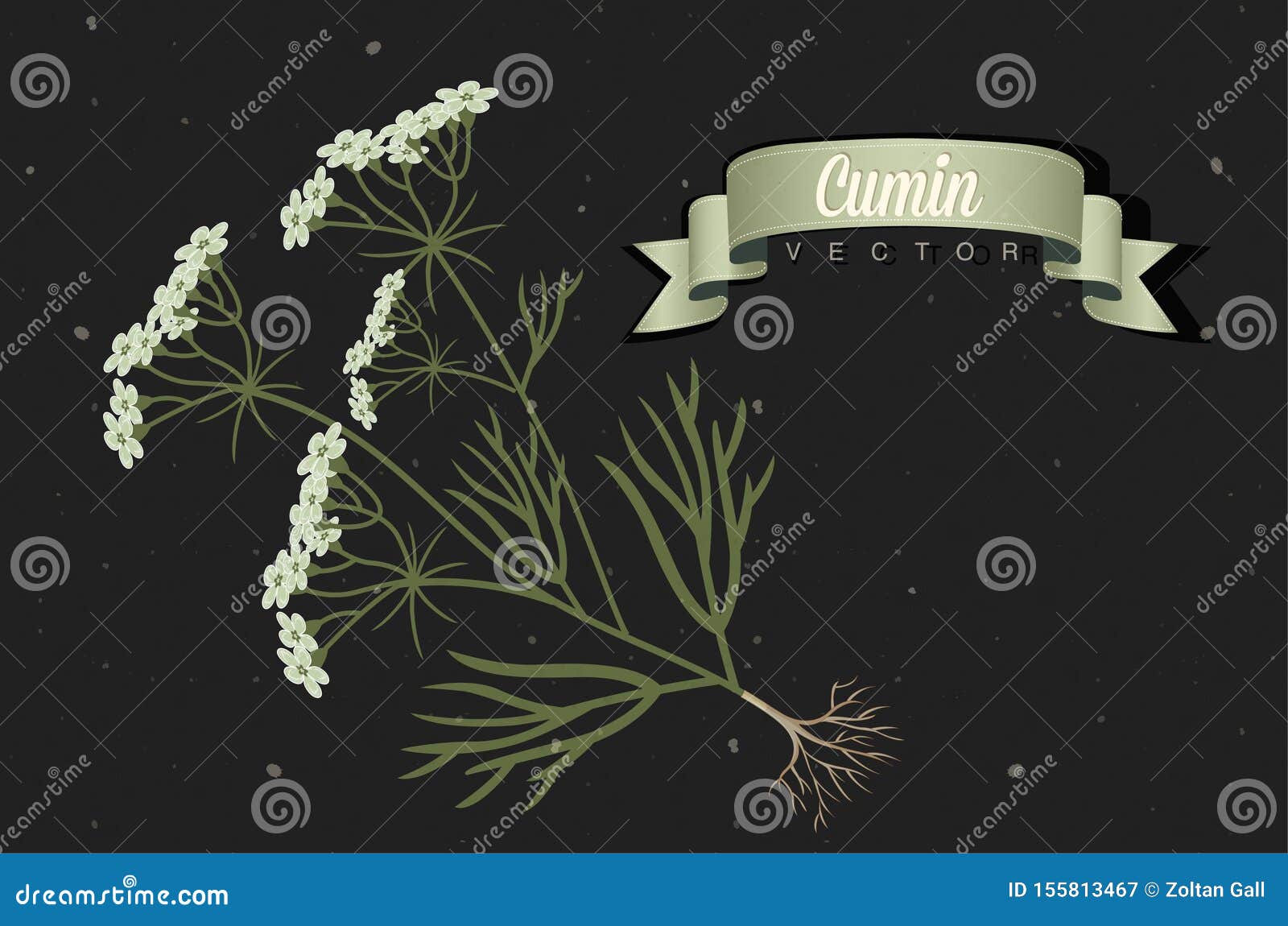 Cumin vector illustration stock vector. Illustration of organic - 155813467