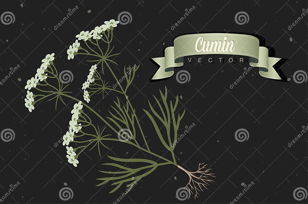 Cumin vector illustration stock vector. Illustration of organic - 155813467