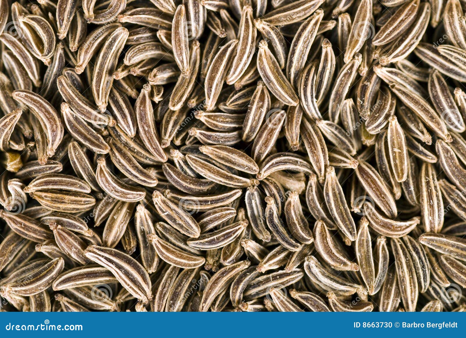 Cumino fotografia stock. Immagine di spezia, pieno, struttura - 8663730