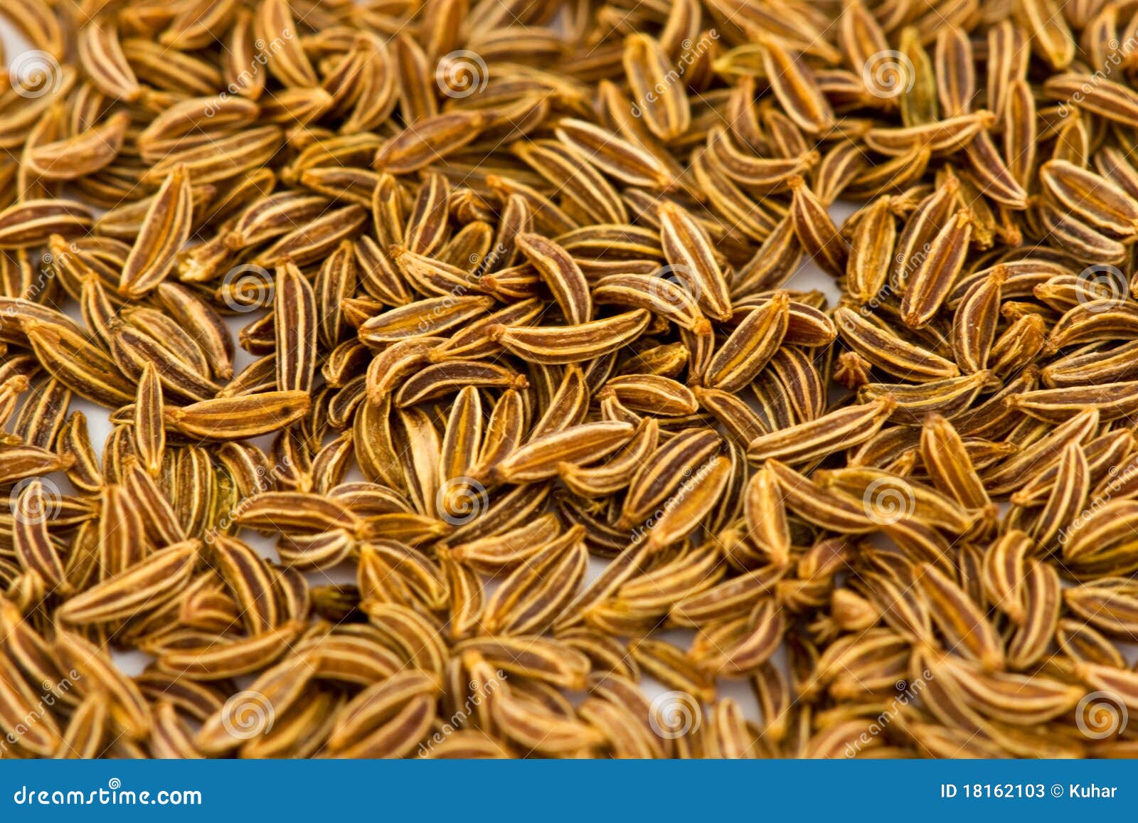 Cumino dei prati immagine stock. Immagine di spezia, profumato - 18162103