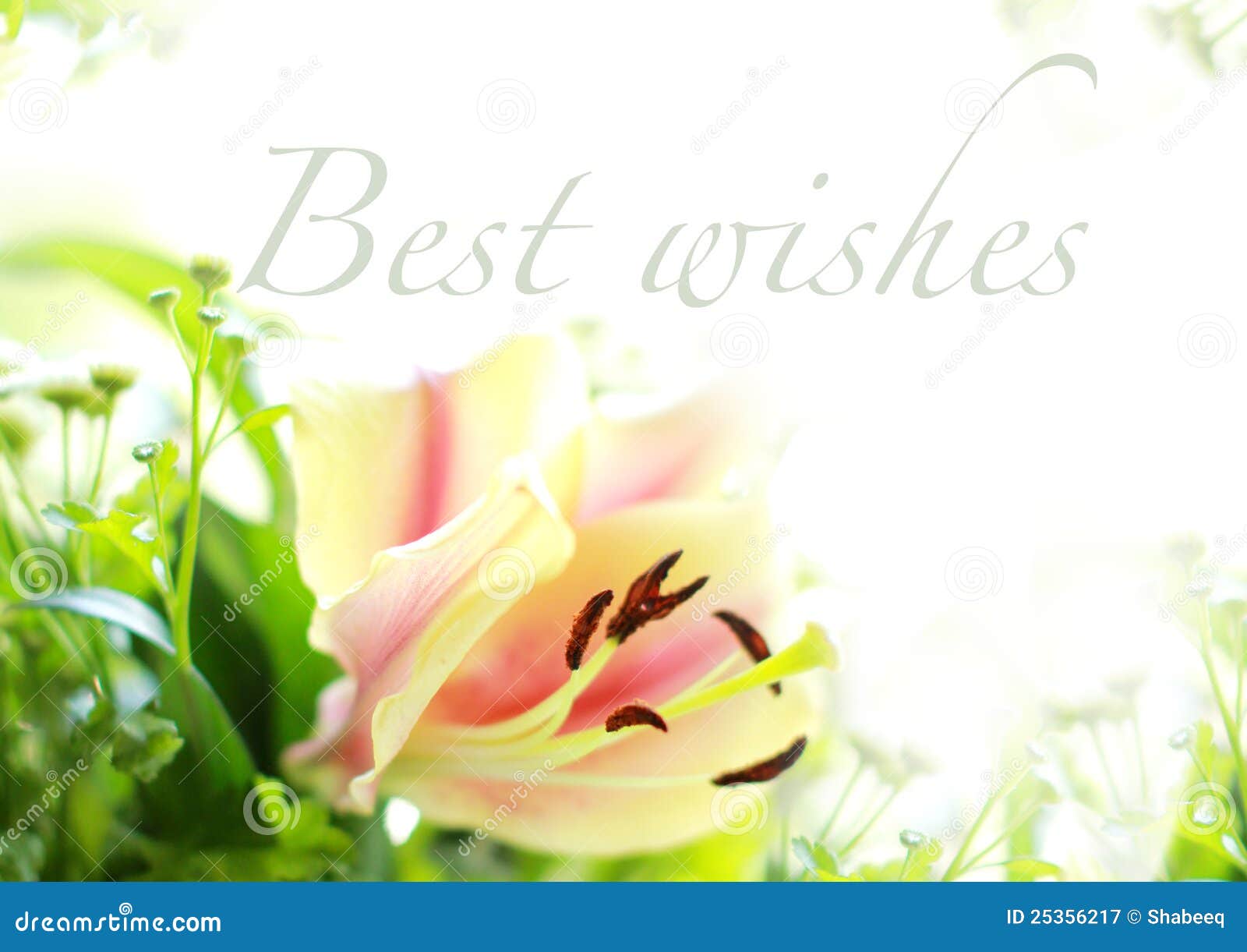 Cumprimentos imagem de stock. Imagem de tudo, cumprimento - 25356217