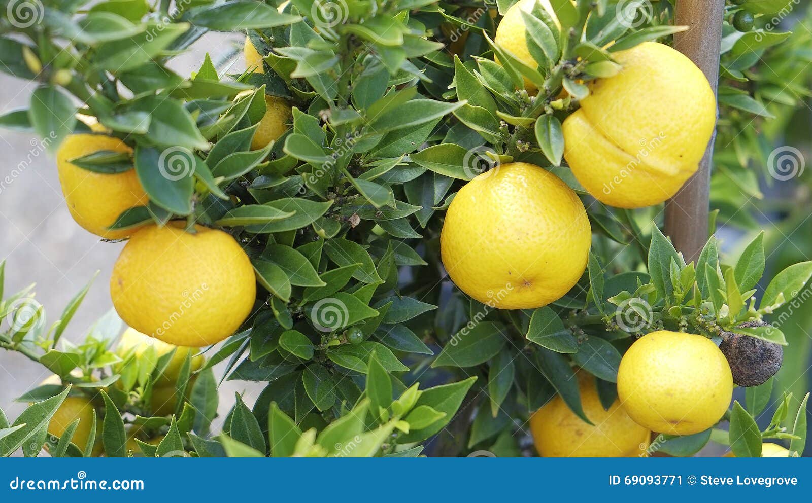 Cumquat fruit on tree stock image. Image of shrub, yellow - 69093771