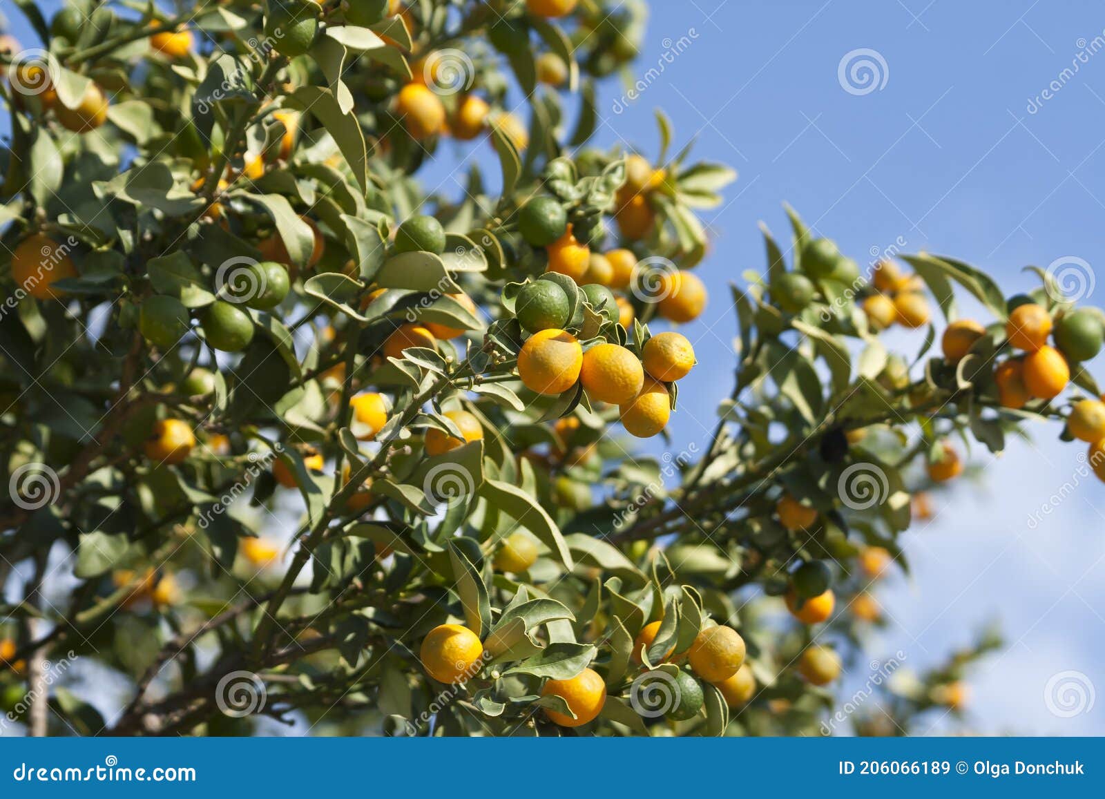 Cumquat fruit on a tree stock image. Image of leaf, unripe - 206066189