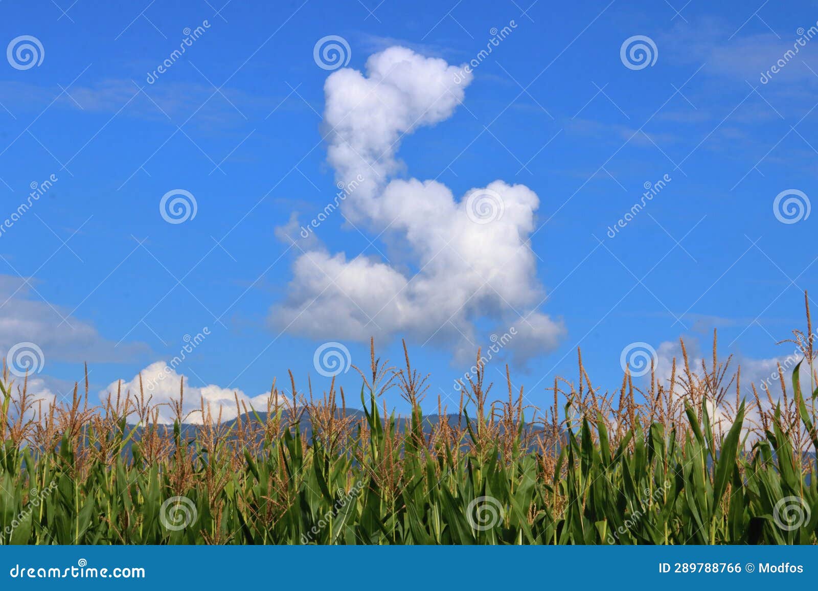 Cumulus Cloud Number 5 stock photo. Image of shape, acres - 289788766