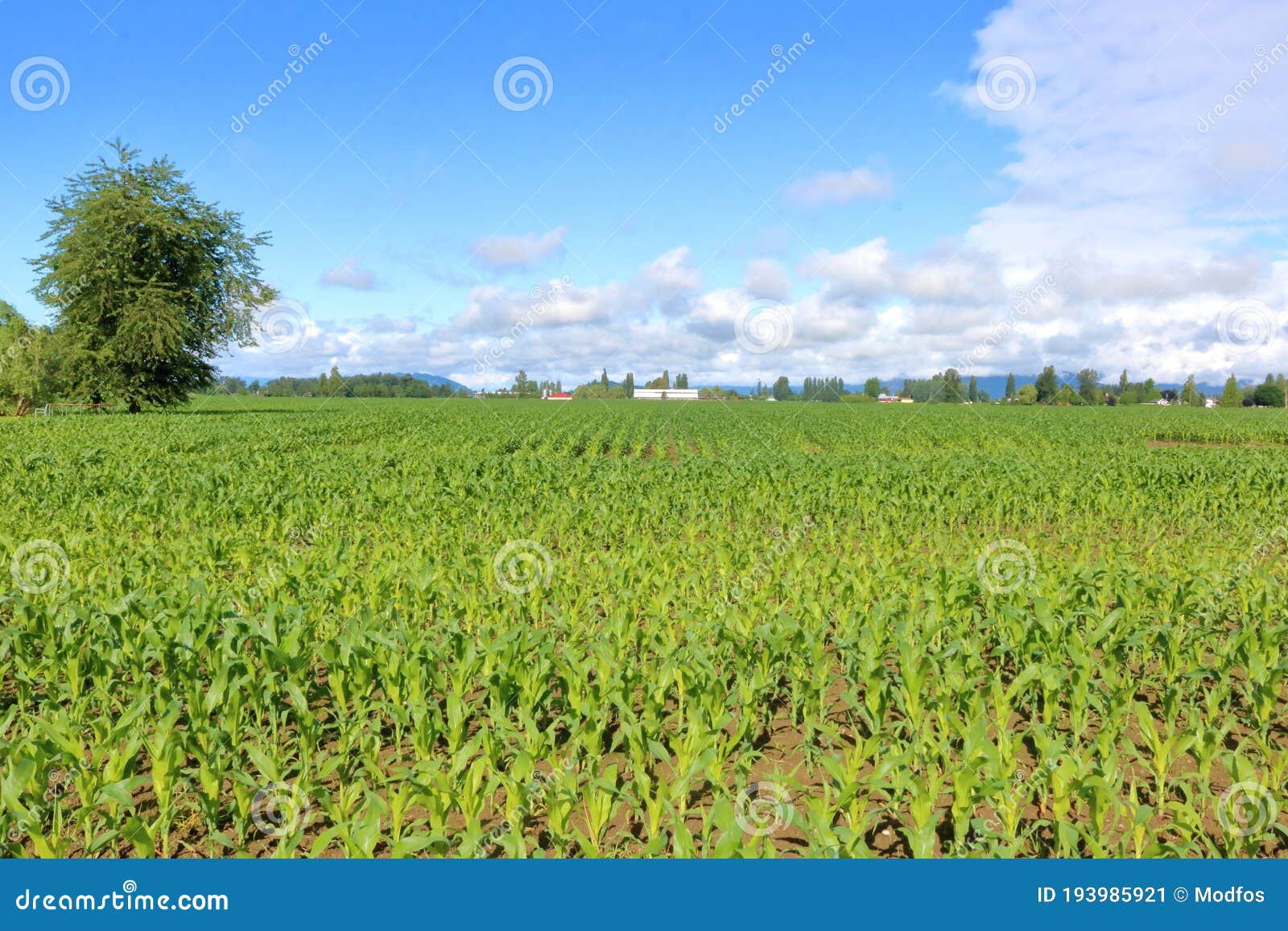 Cumulus Clouds Rural Farm Landscape Stock Image - Image of field ...